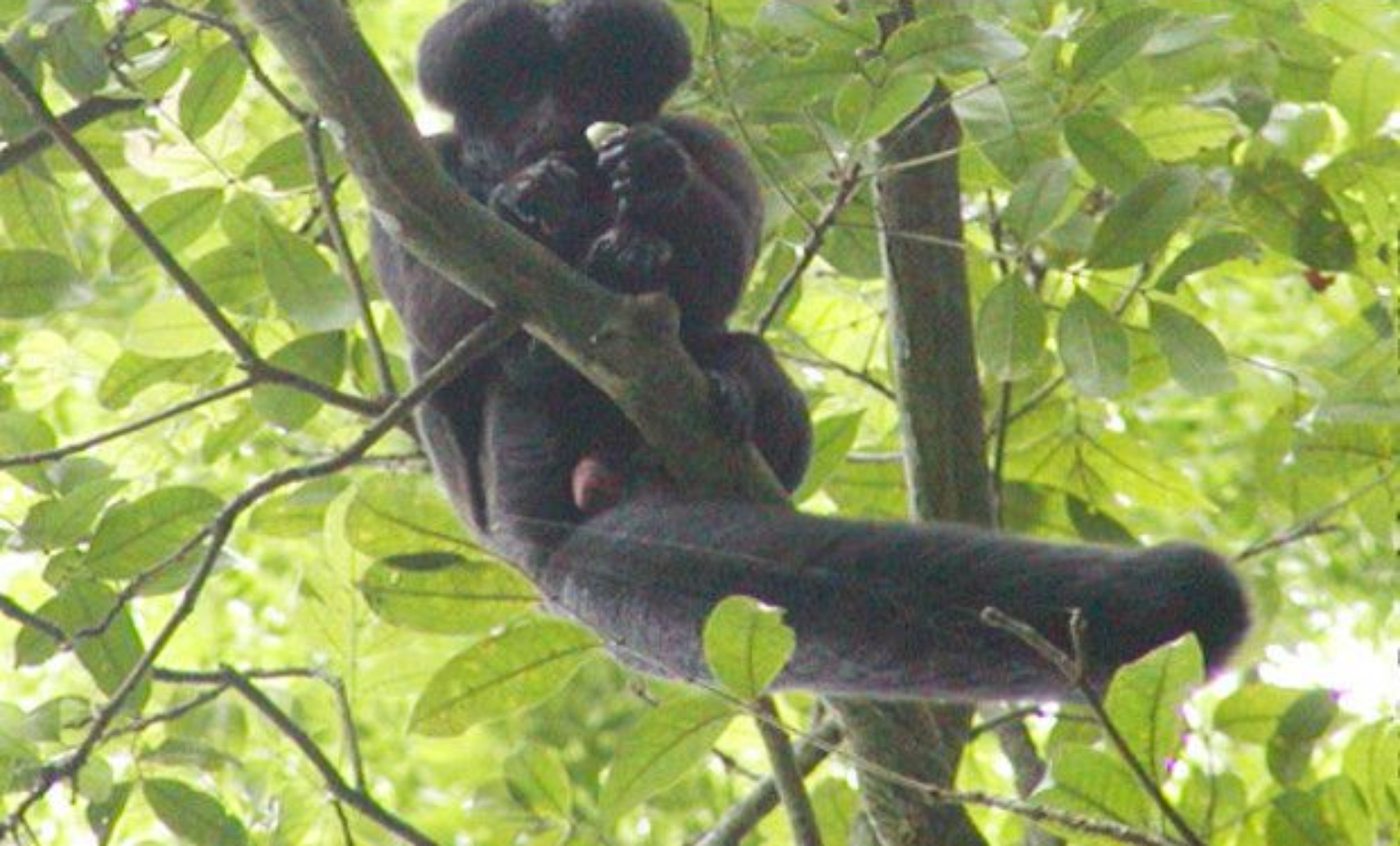 Você conhece o cuxiú-preto? Macaco da Amazônia está em risco de extinção
