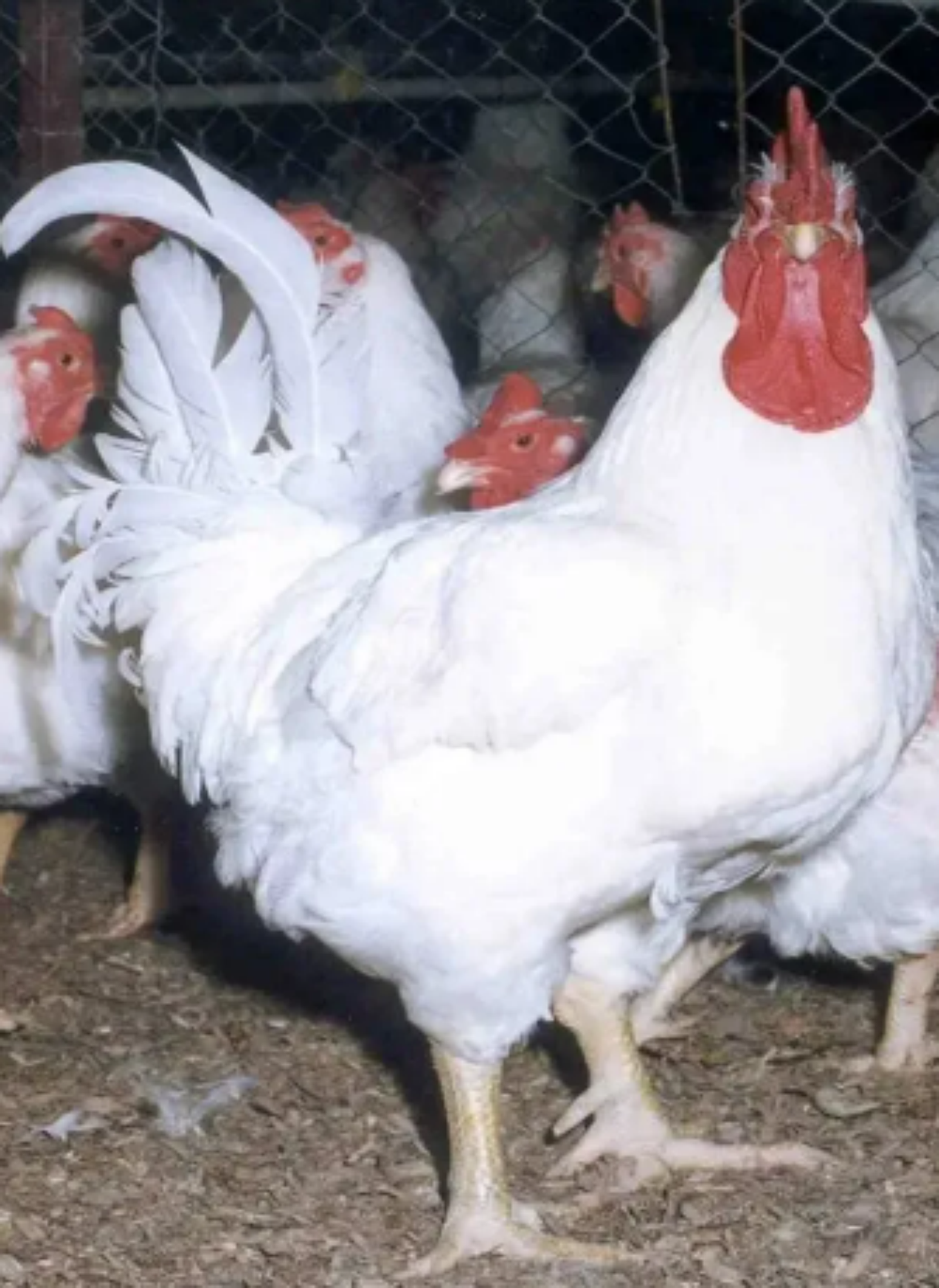 Rei da ceia de Natal: afinal, como é um chester vivo?