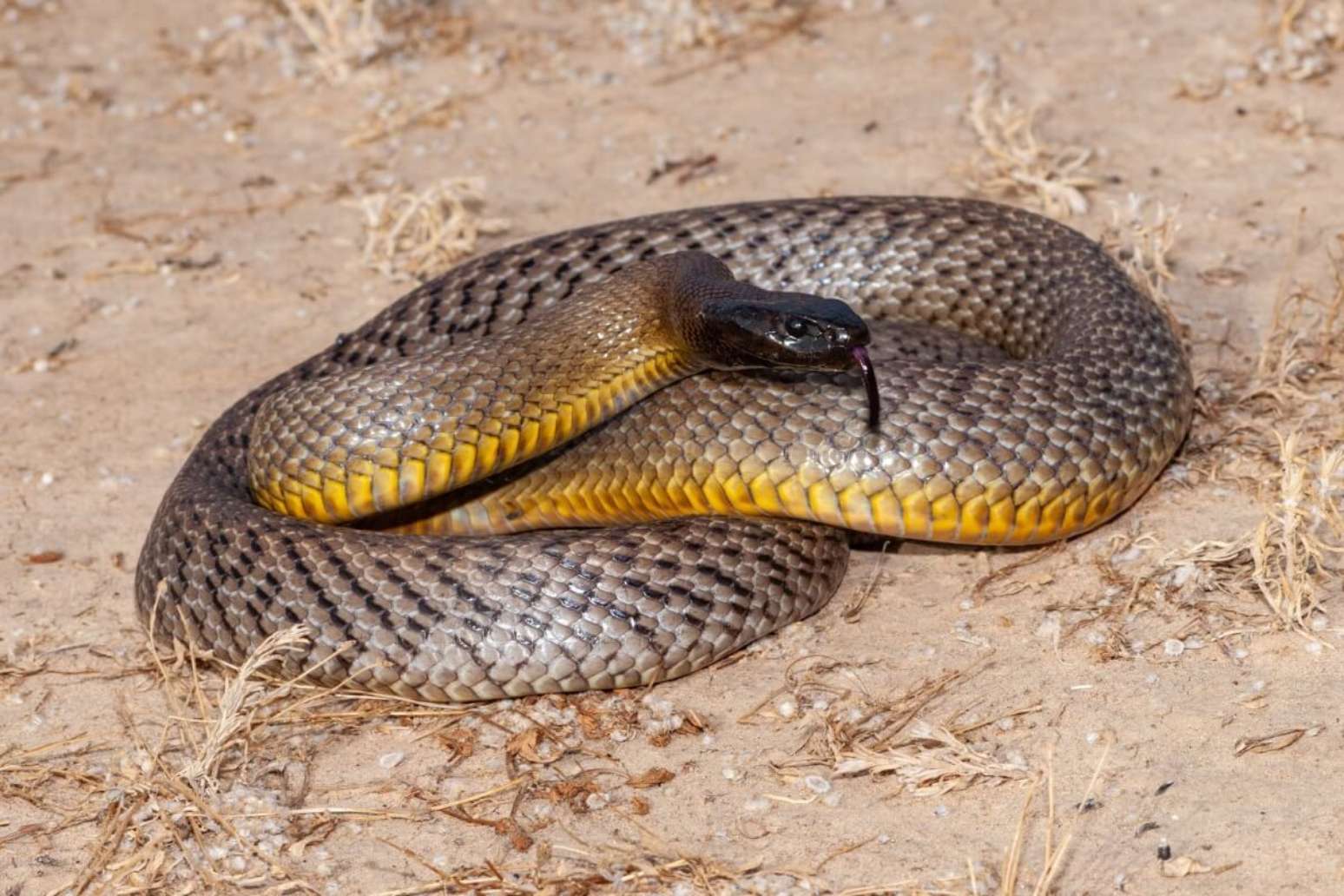 10 espécies de cobras peçonhentas