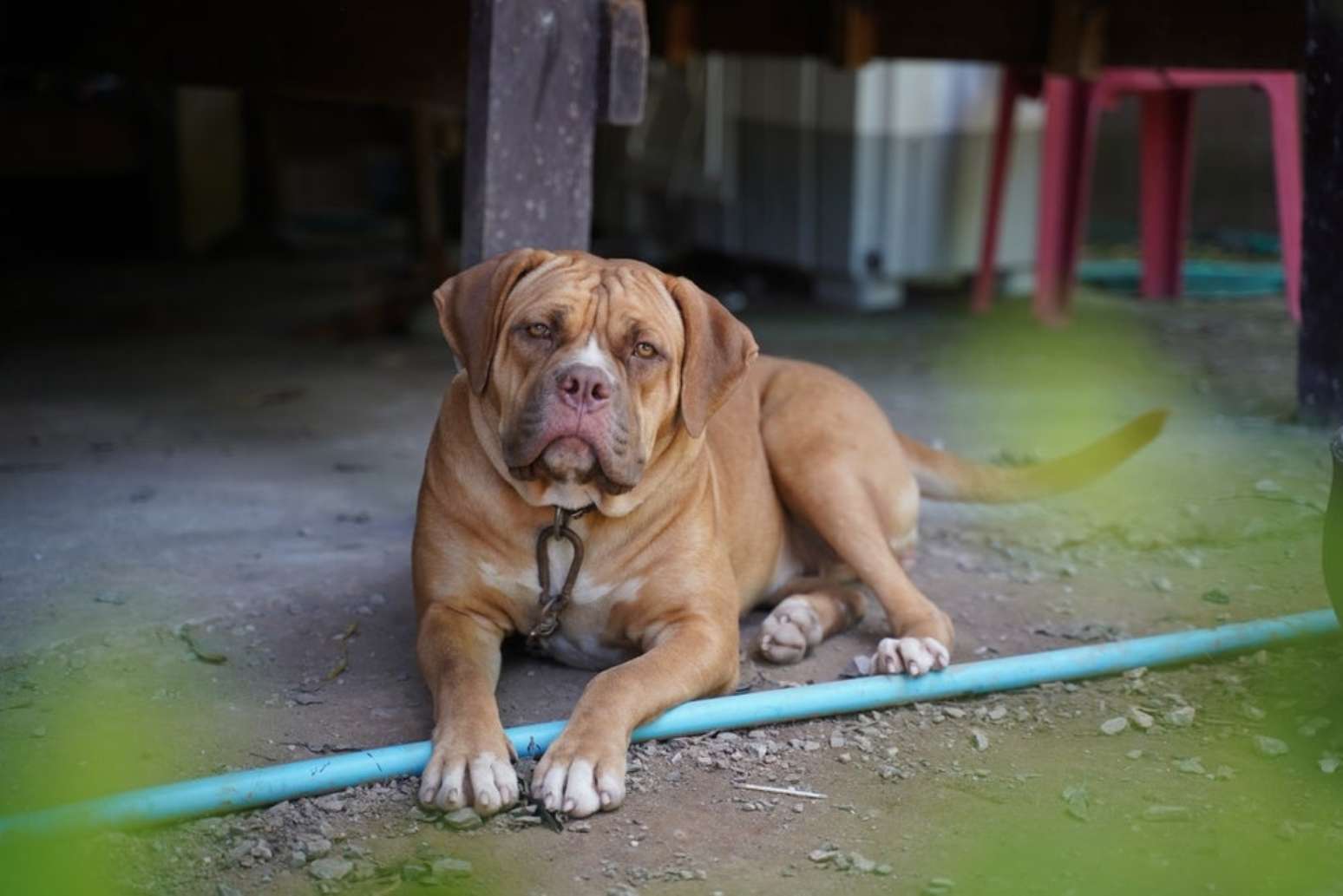 Essas 8 raças de cachorro são conhecidas por terem a mordida mais forte ...