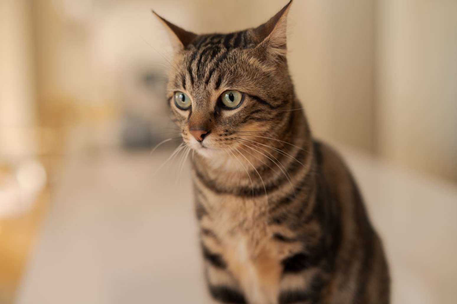 Essas são as cores de gatos mais comuns: 6 tipos de pelagem e seus ...