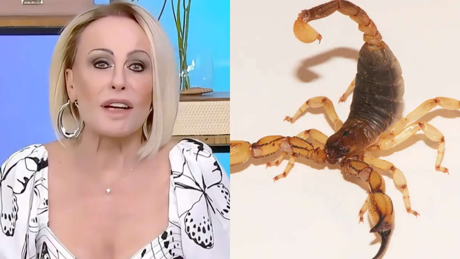 Ana Maria Braga é picada por escorpião e levada às pressas para hospital