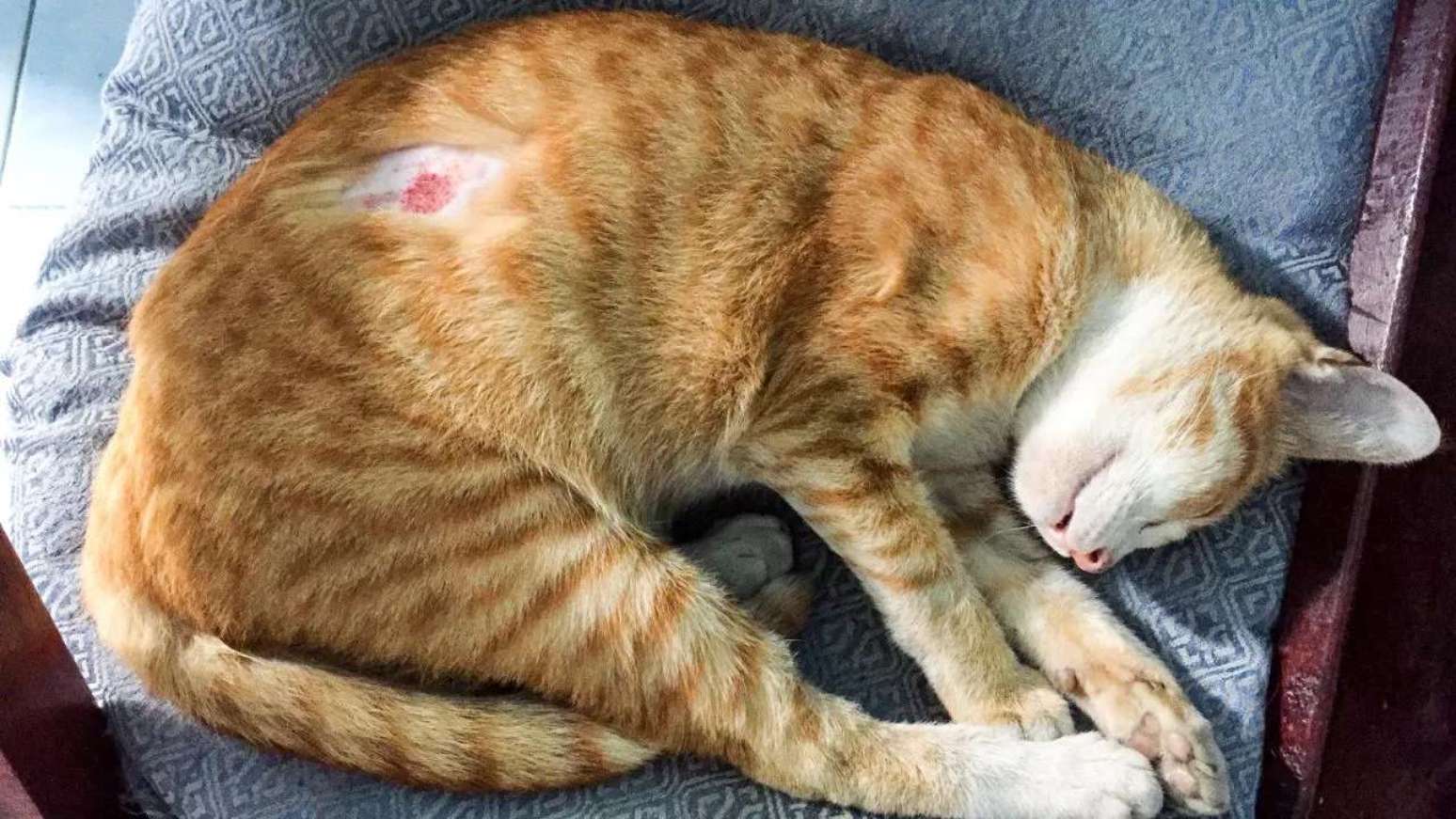 Esporotricose felina: entenda o que é e como prevenir