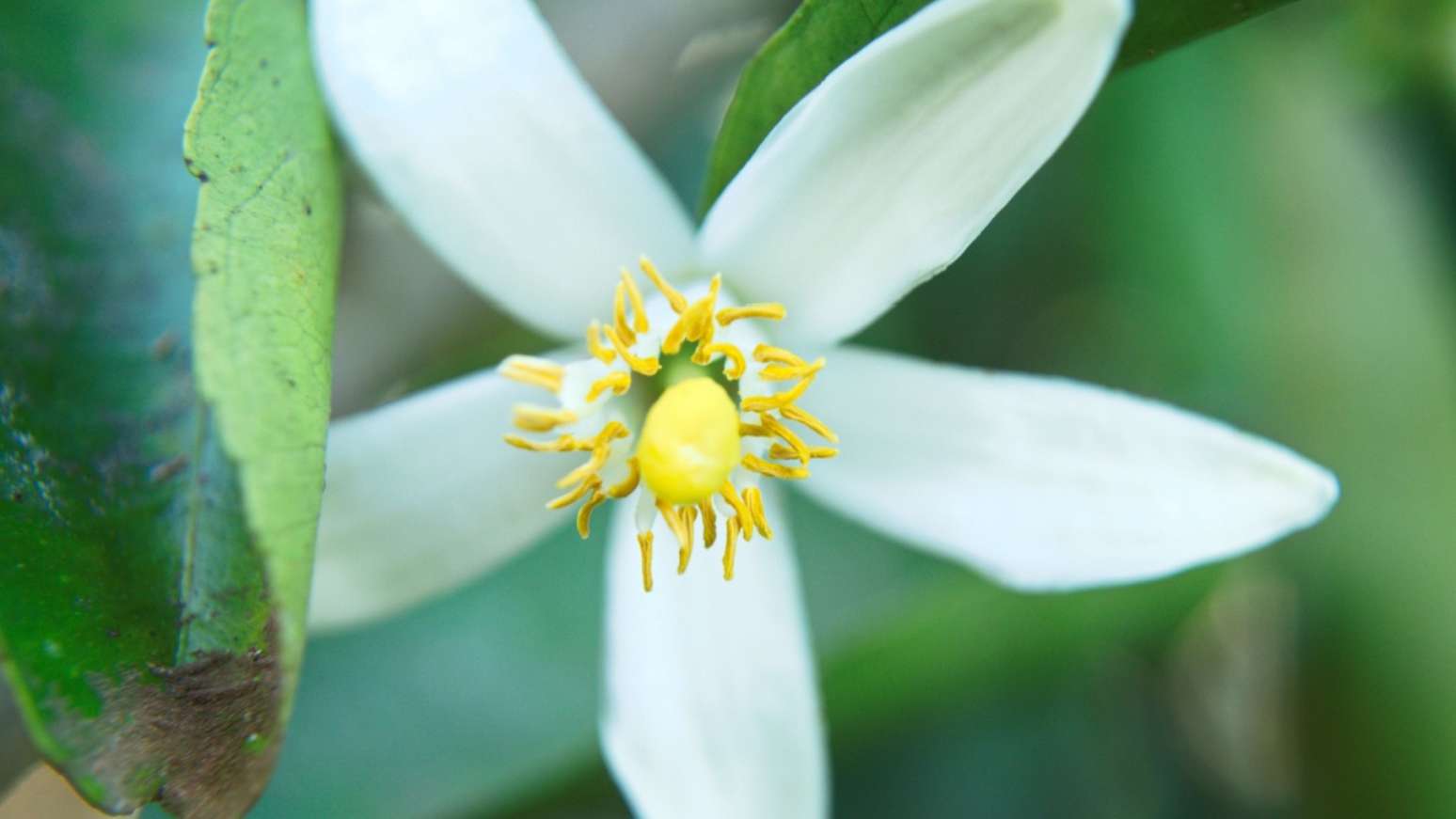 JOÃOBIDU: Banho da Flor de Laranjeira para afastar o mau olhado