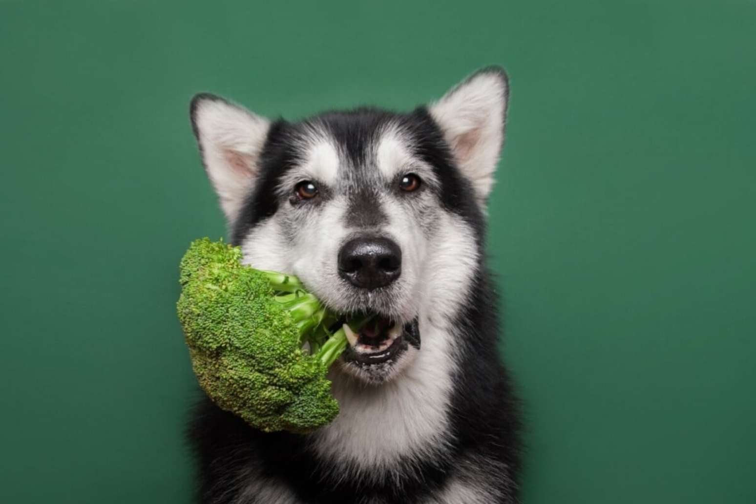 7 alimentos que ajudam na limpeza dos dentes do cachorro