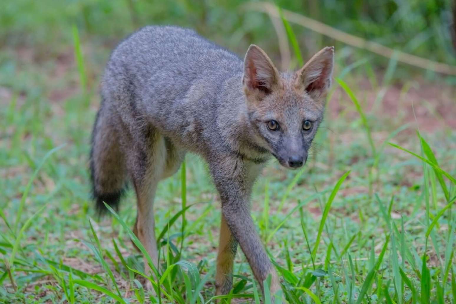 7 animais que só existem no Brasil
