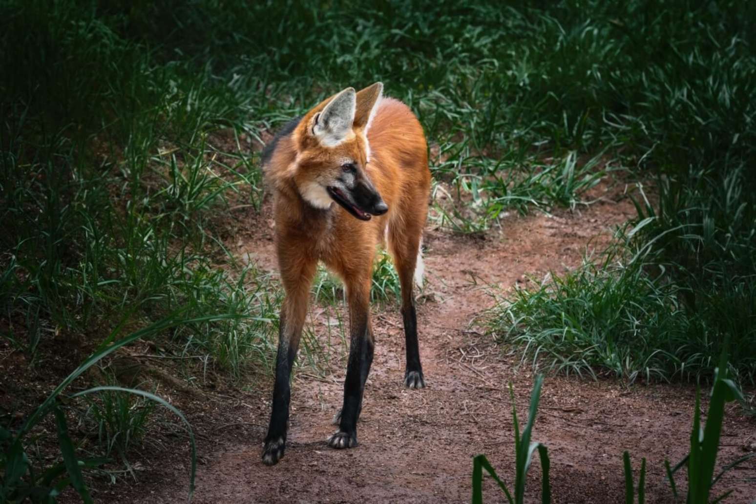 7 animais que só existem no Brasil