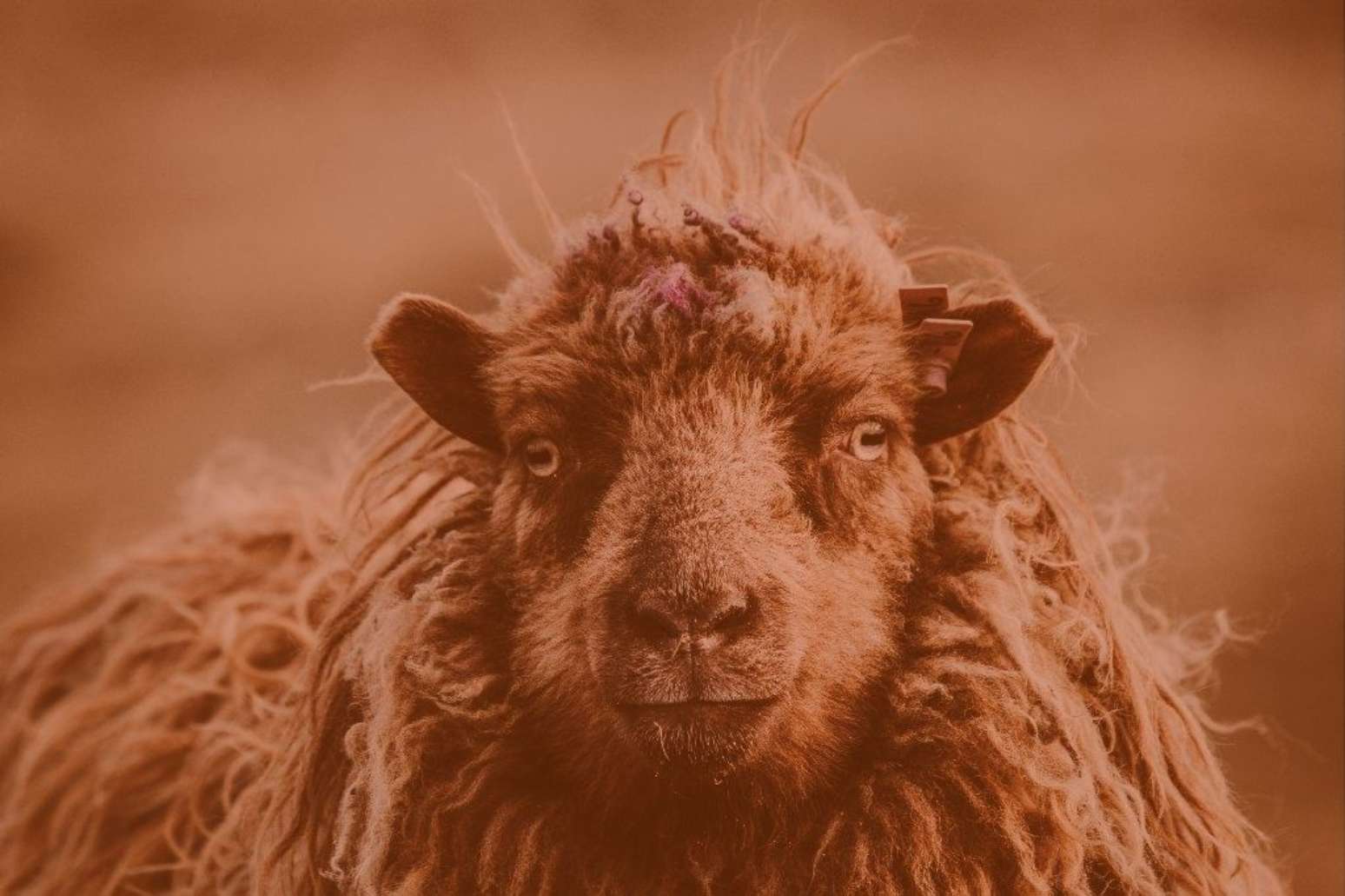 Mês de Áries: data, previsões e conselhos