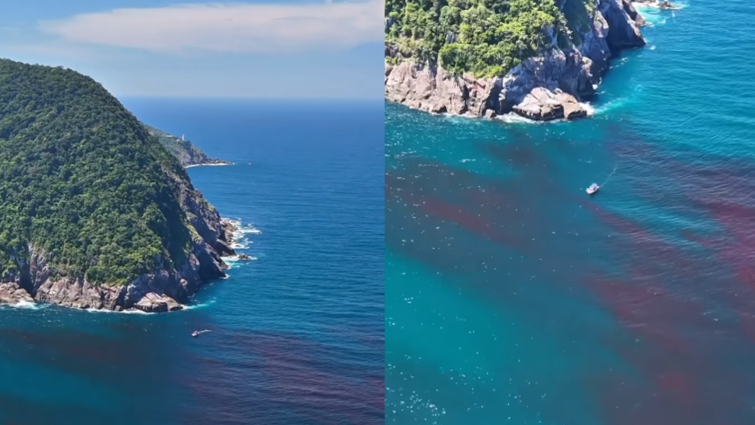'Maré vermelha' volta a aparecer no mar de Ilhabela, no litoral de São ...