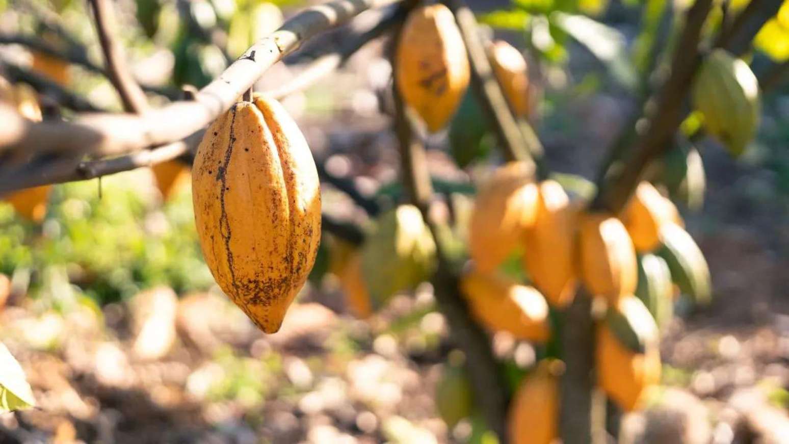 Cacau: conheça os benefícios do alimento para a saúde da pele