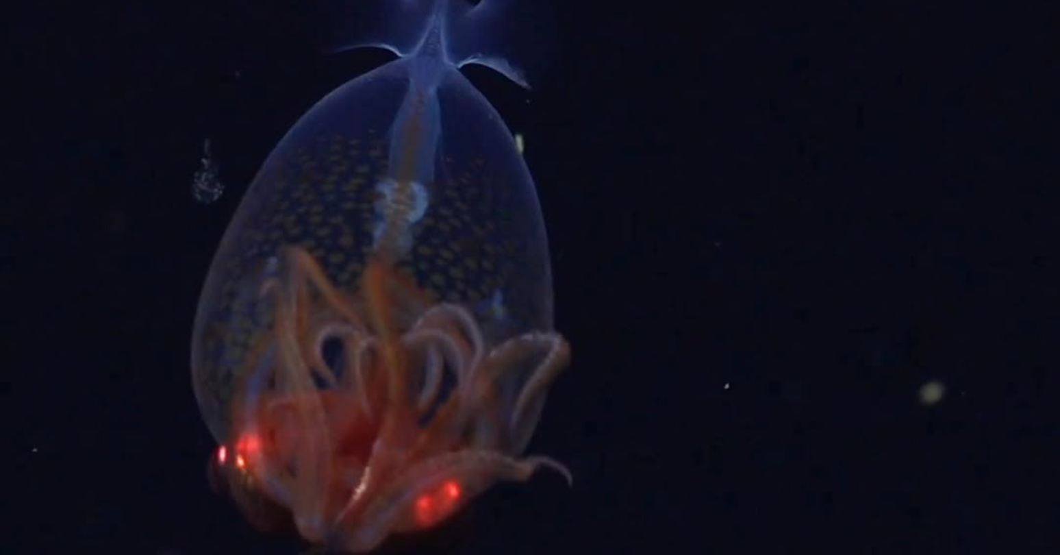 Invertebrado mais pesado do mundo, lula-colossal é filmada pela ...