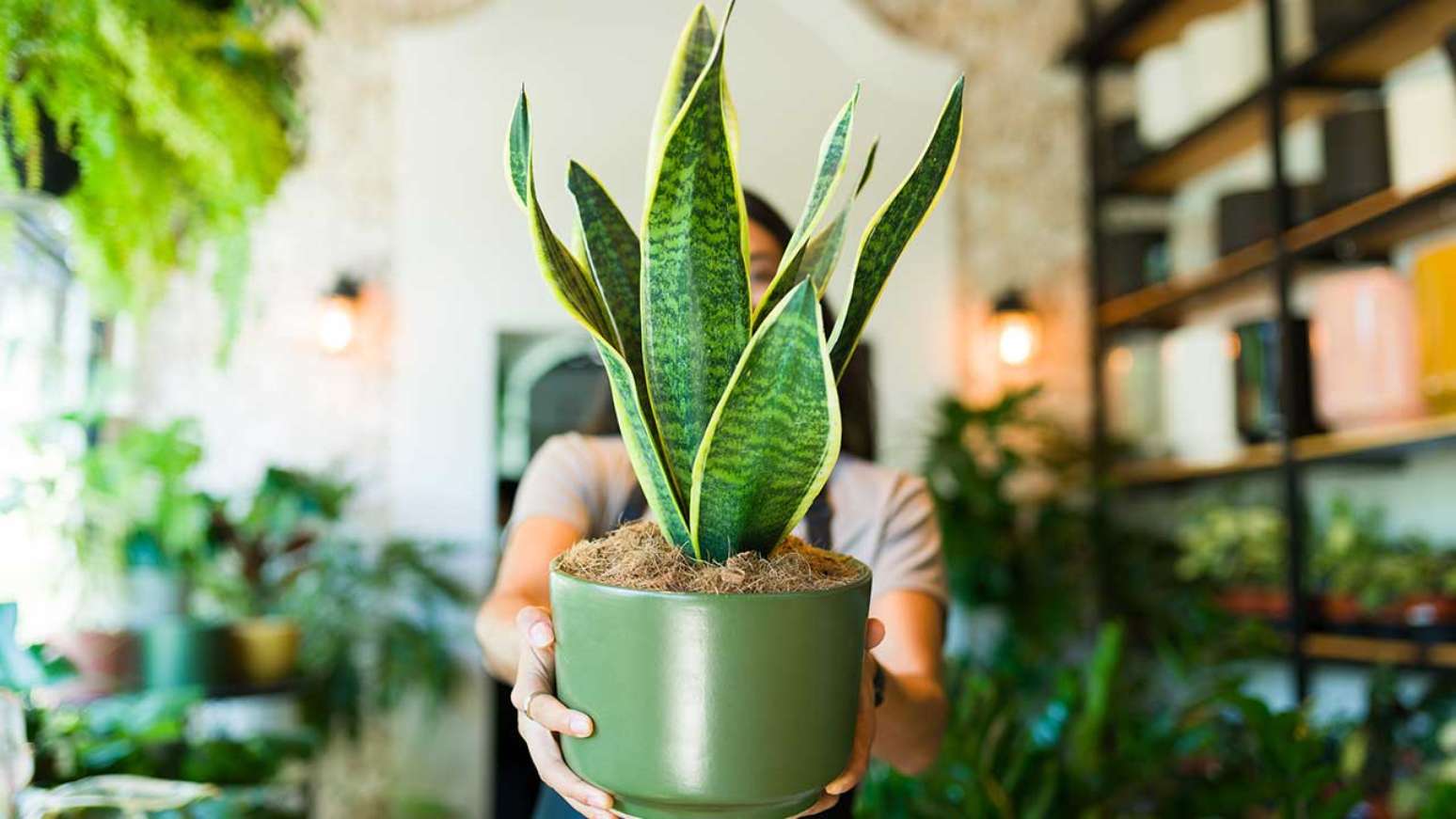 Dicas da Benzedeira: reza da Terra do Bugio