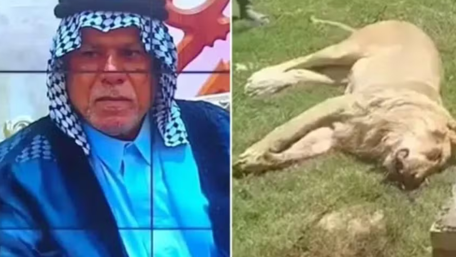 Chocante! Homem morre após tentar domesticar leão em casa; saiba detalhes