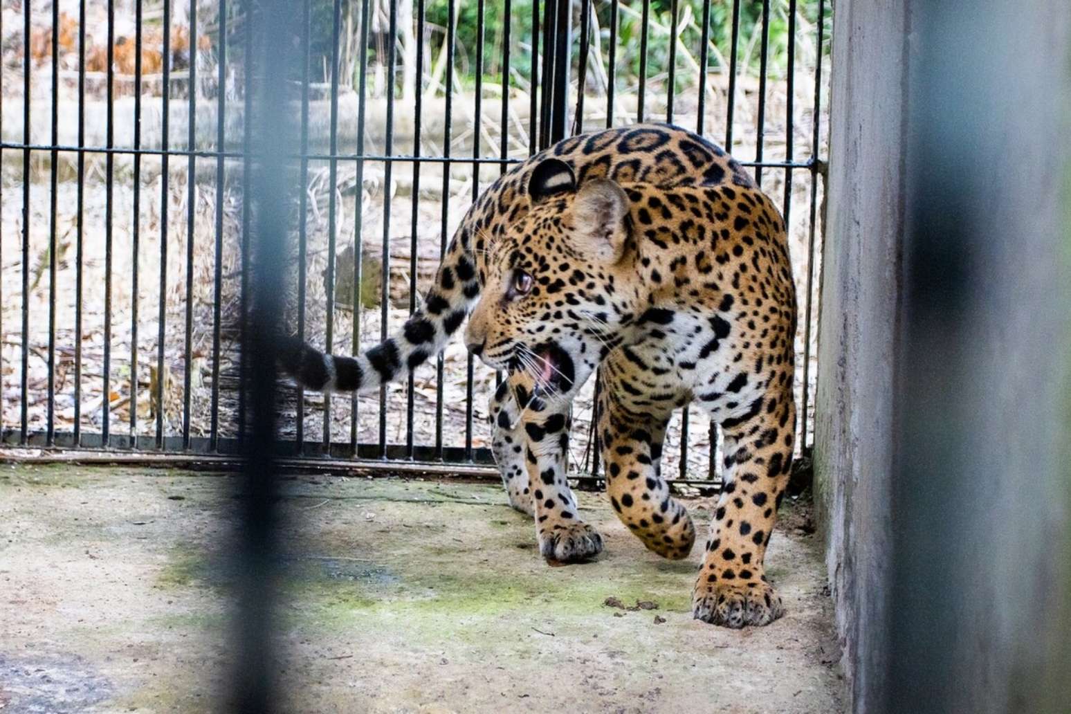 Por que onças estão atacando humanos?