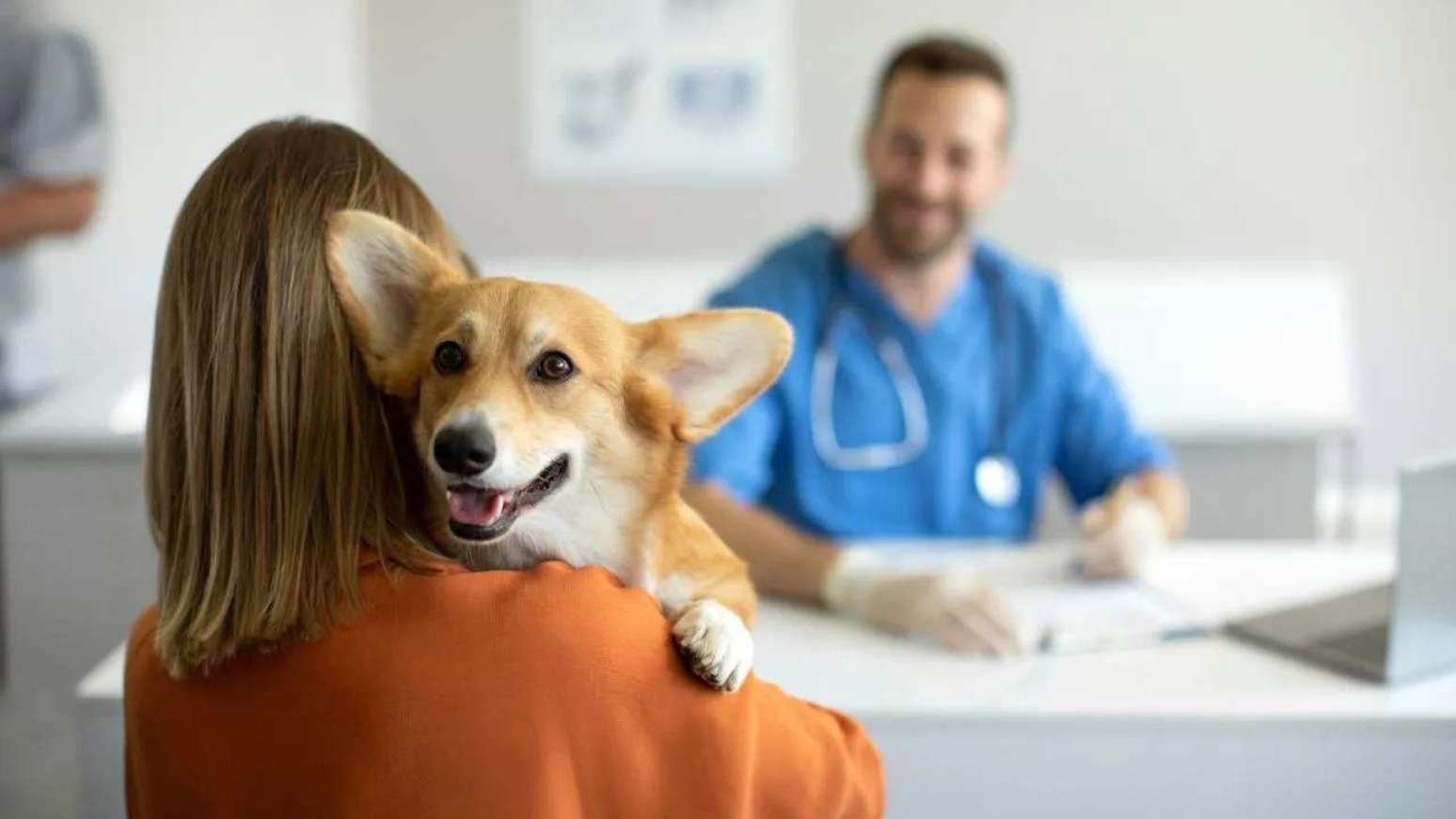 Tutor de primeira viagem: o que você precisa saber ao adotar um pet