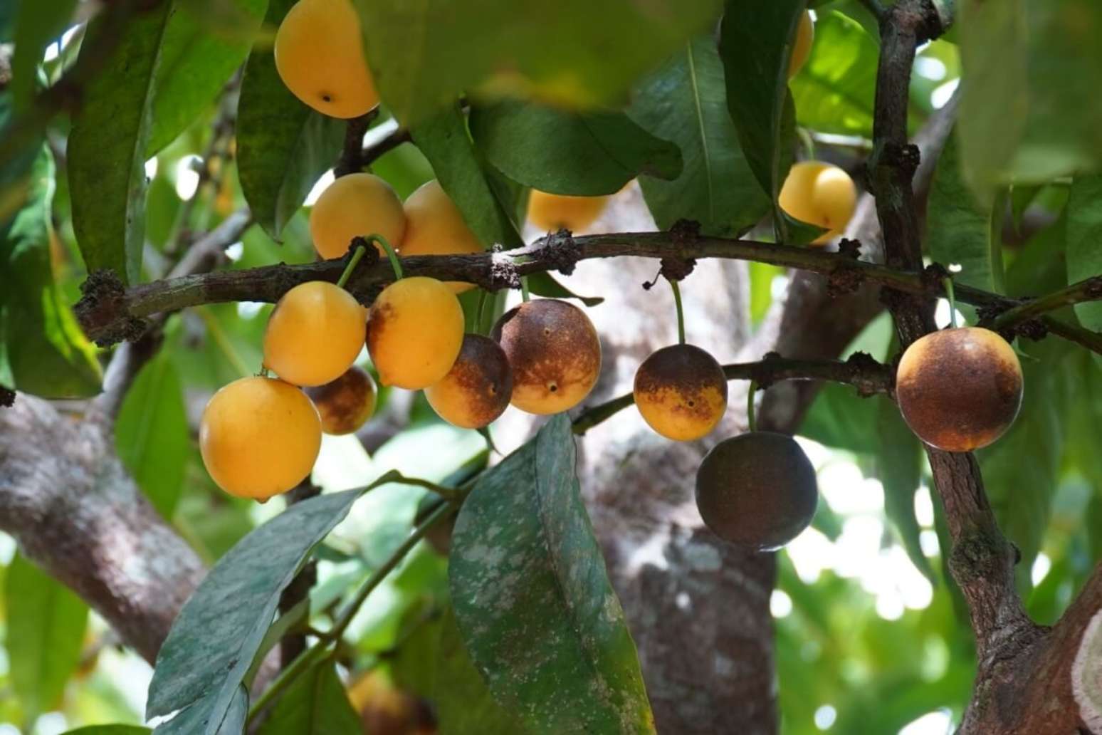 5 benefícios do bacuri para a saúde e como usá-lo