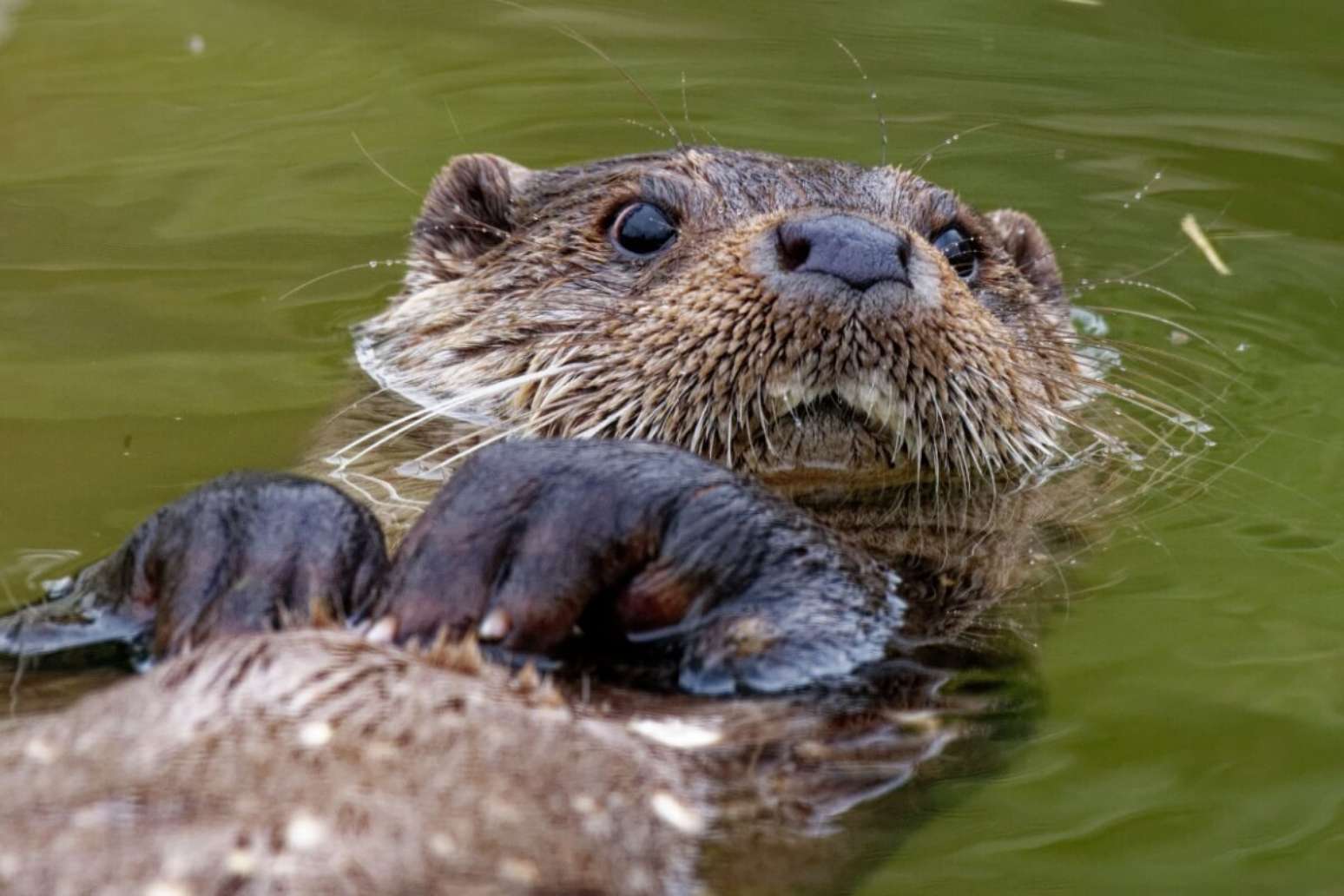 10 curiosidades interessantes sobre as lontras