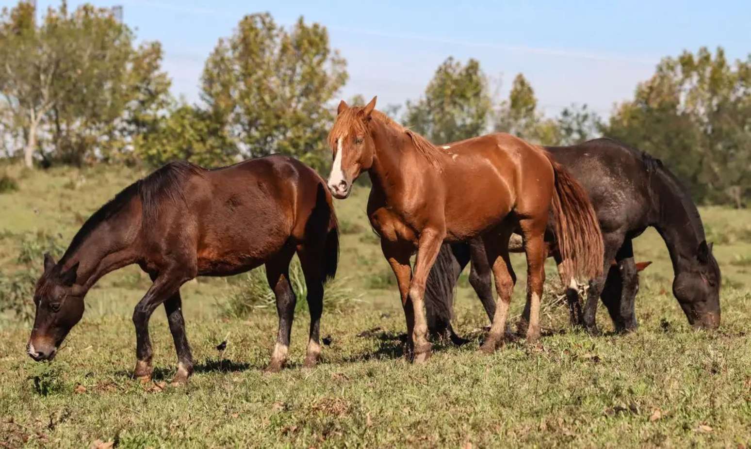 Mortes de Cavalos por Ração Sobem para 238; Venda Suspensa pelo Ministério