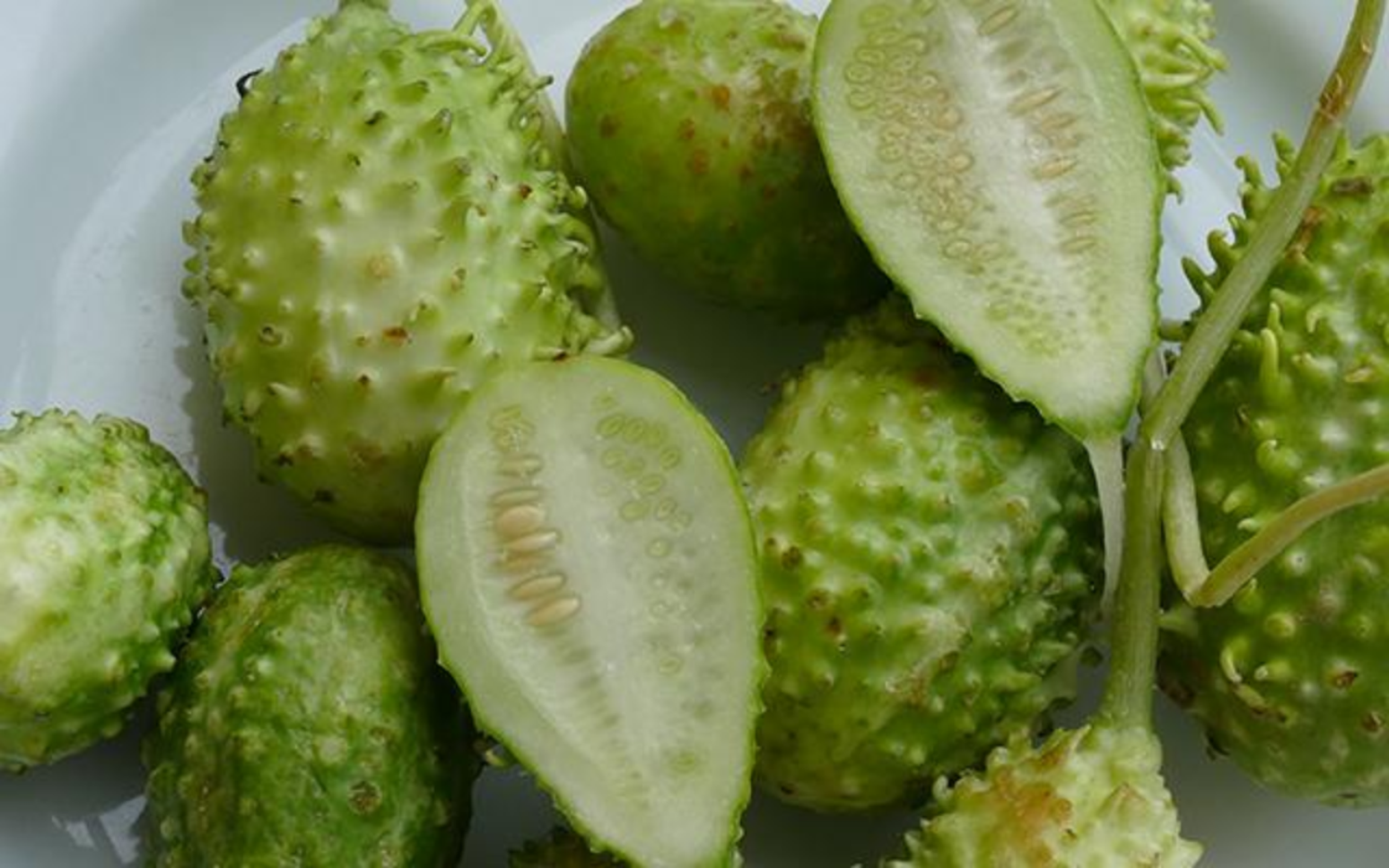 O vegetal mais esquecido é um dos mais poderosos: conheça os benefícios ...