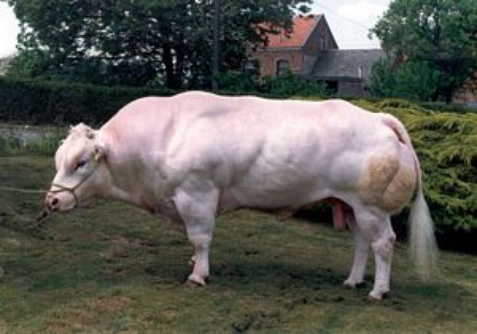 Bois Belgian Blue: os "fisiculturistas" da pecuária que surpreendem ...