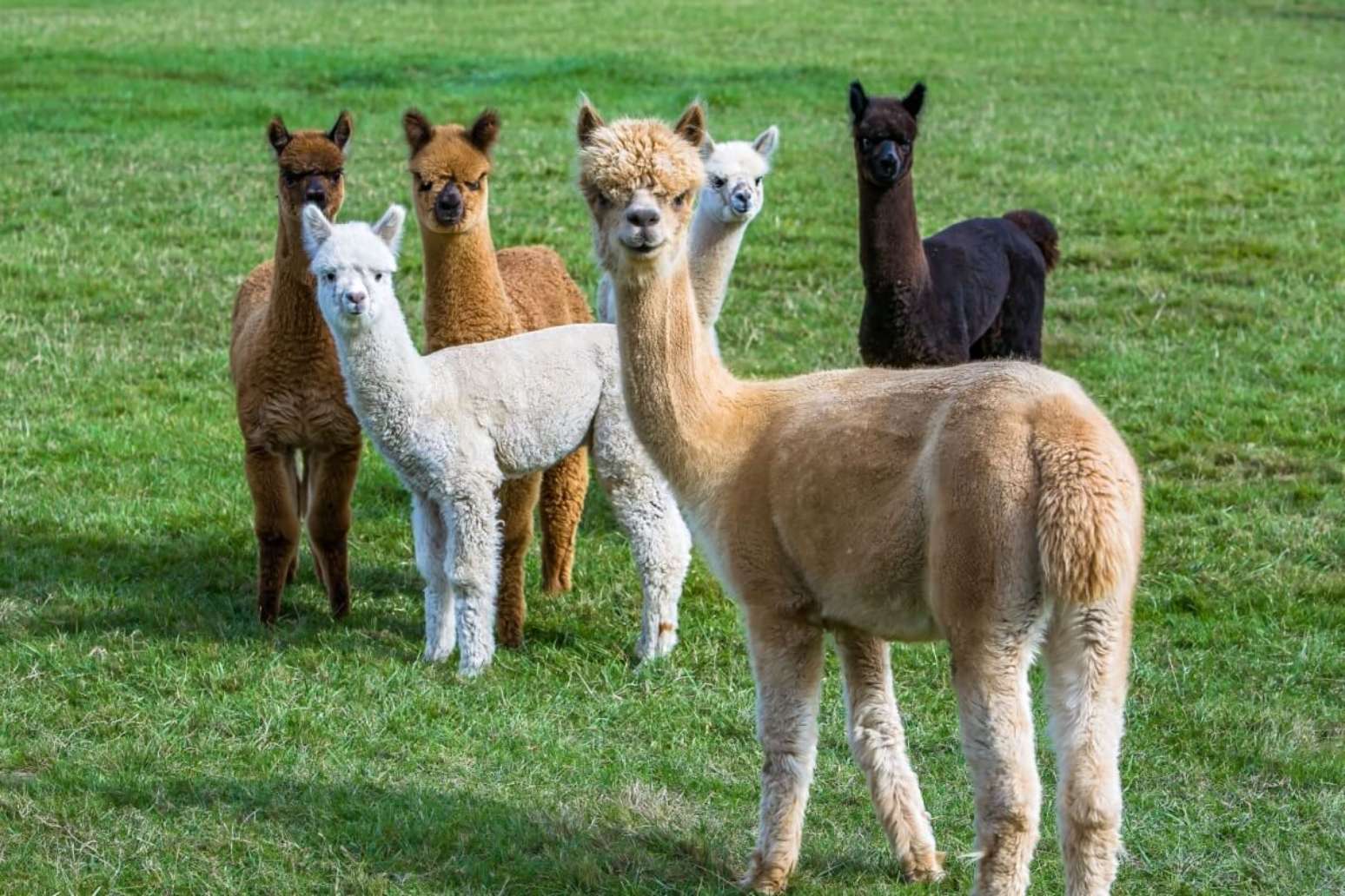 7 curiosidades interessantes sobre as alpacas