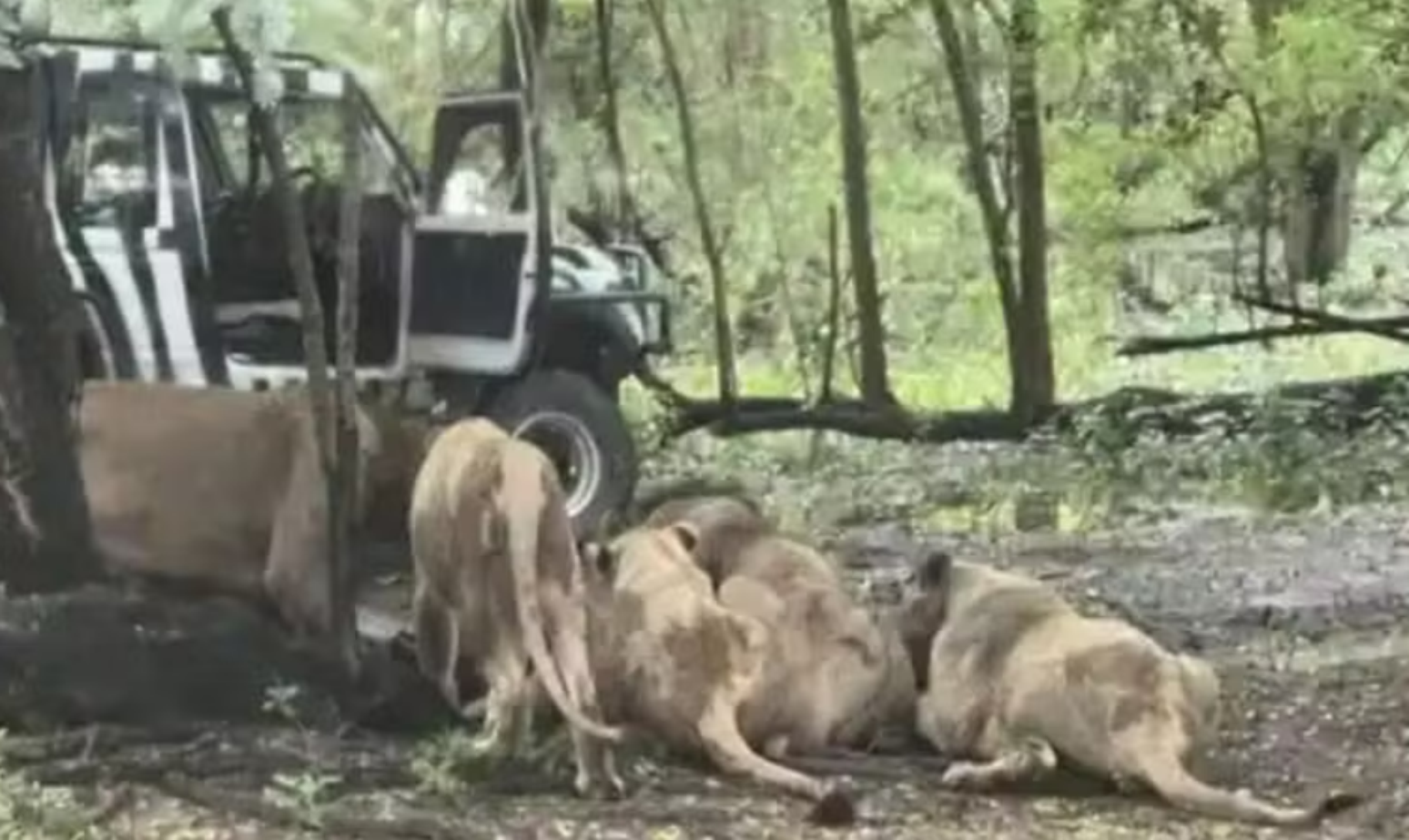 Morte de Tratador por Leões no Safari na Tailândia Choca Turistas e ONG