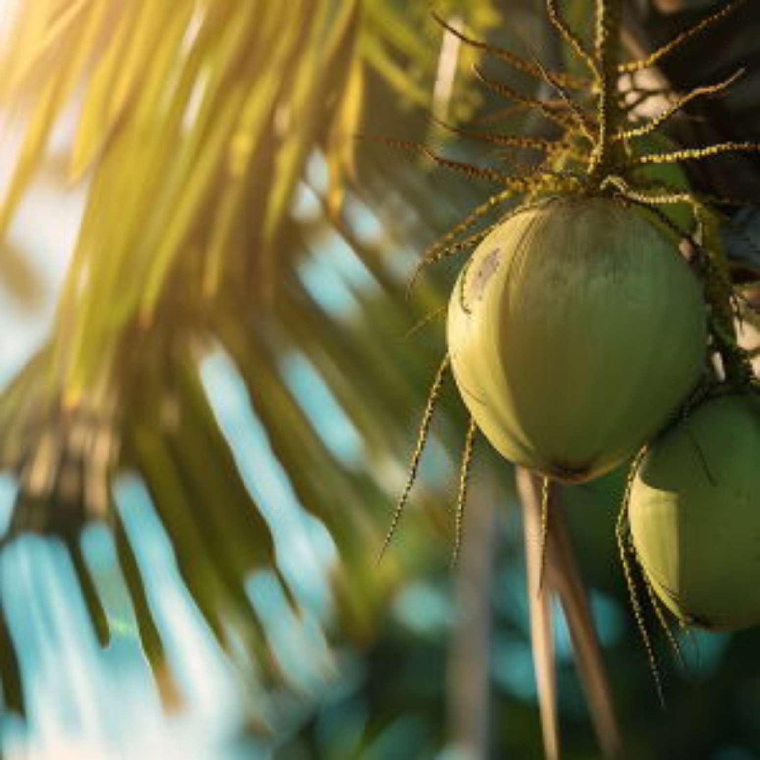 Cidade de Pernambuco supera Paraipaba e vira a maior produtora de coco ...