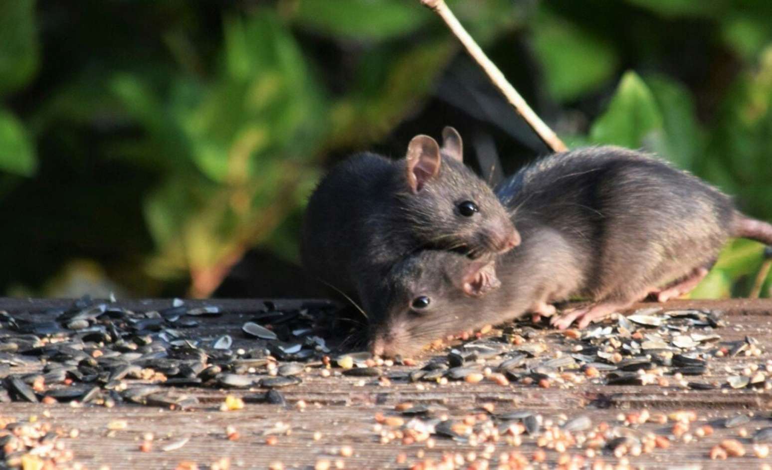 9 coisas no seu jardim que podem atrair ratos para sua casa