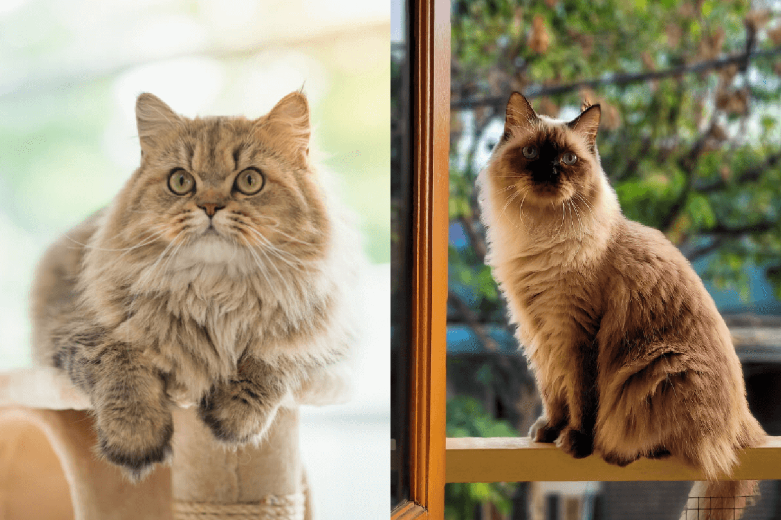 7 diferenças entre os gatos das raças persa e himalaio