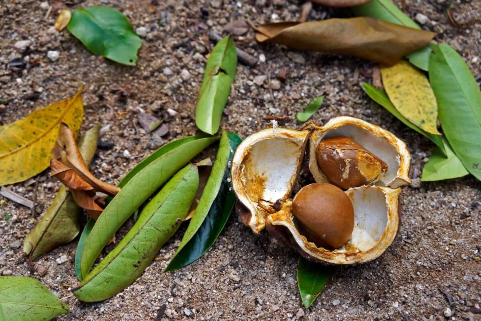 5 benefícios da planta andiroba para a saúde