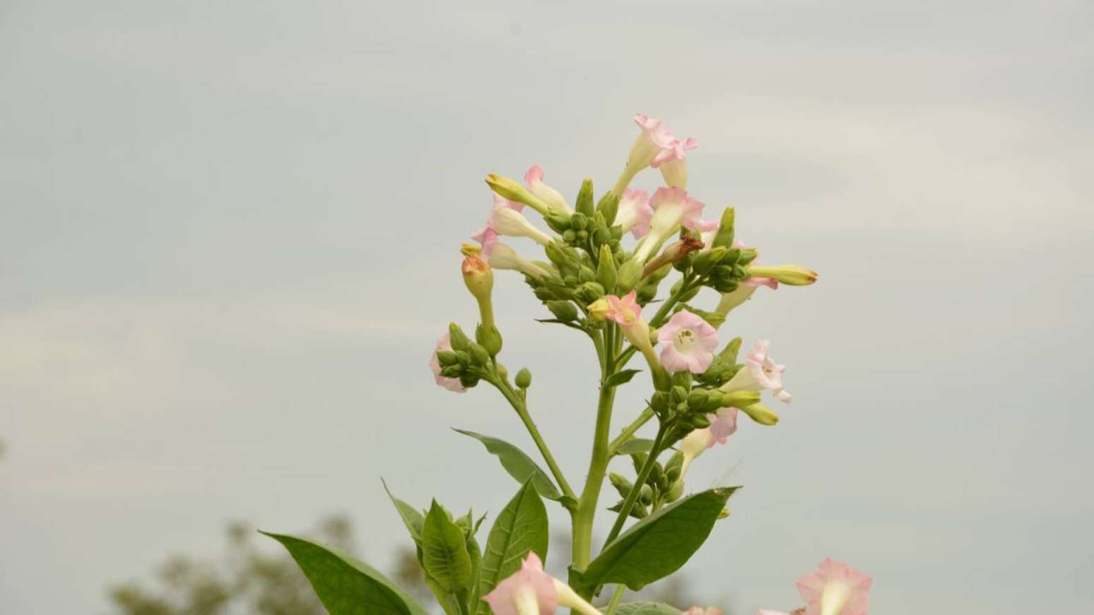 Nicotiana glauca, a 'falsa couve' que pode levar à morte