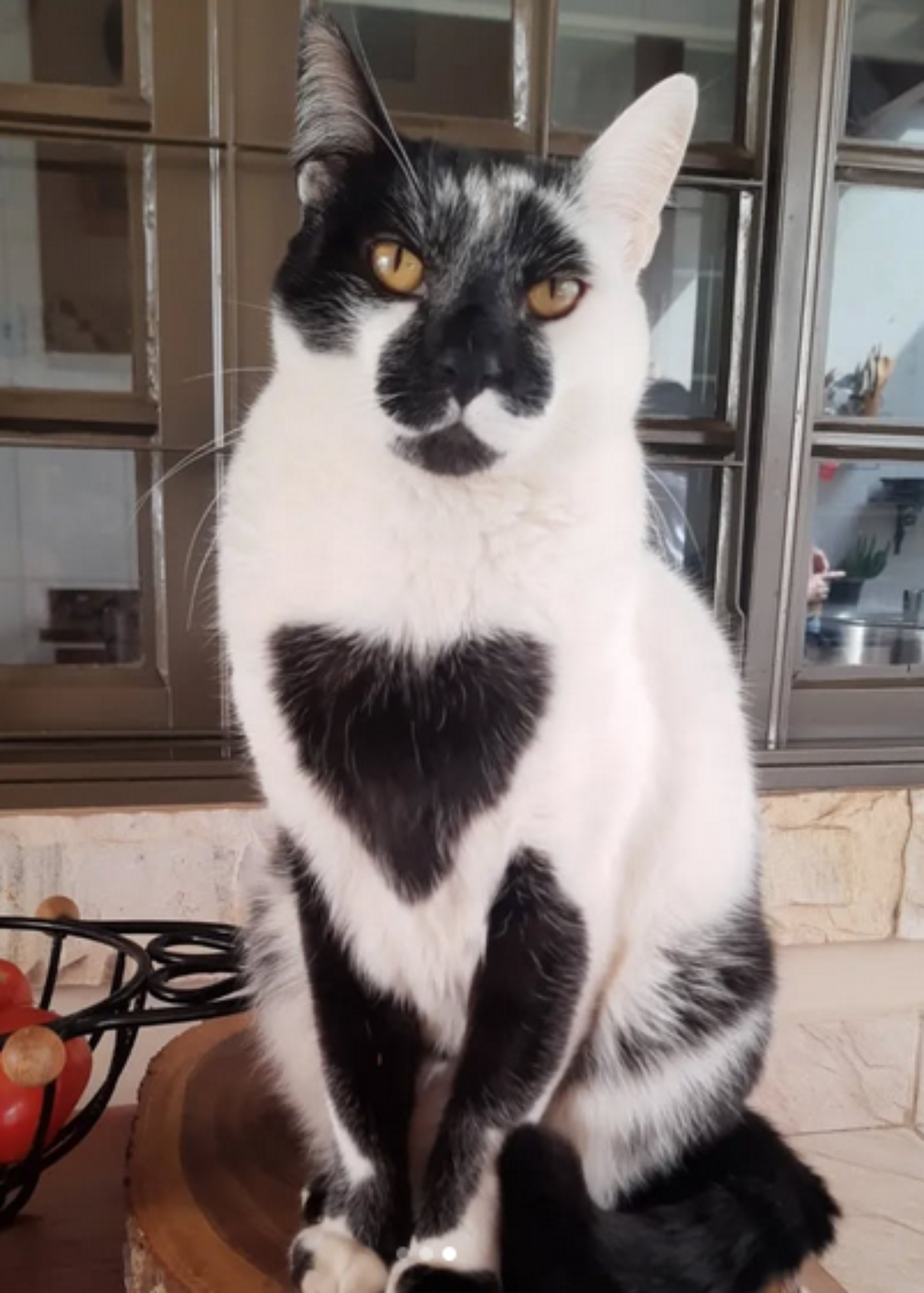Gato com mancha de coração vence concurso de beleza no Brasil; veja fotos