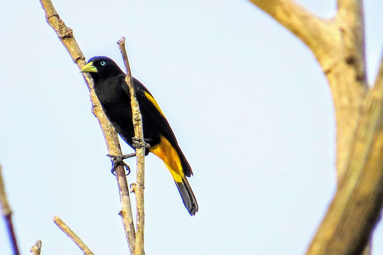 Que papagaio, que nada! O 'rei da voz' entre as aves é o xexéu