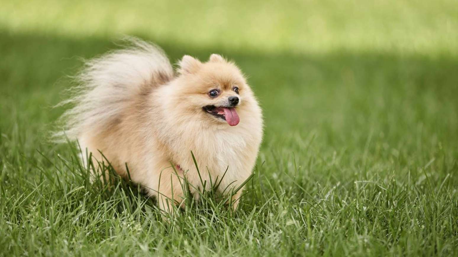 Saiba as curiosidades do Lulu da Pomerânia, considerado umas das raças ...