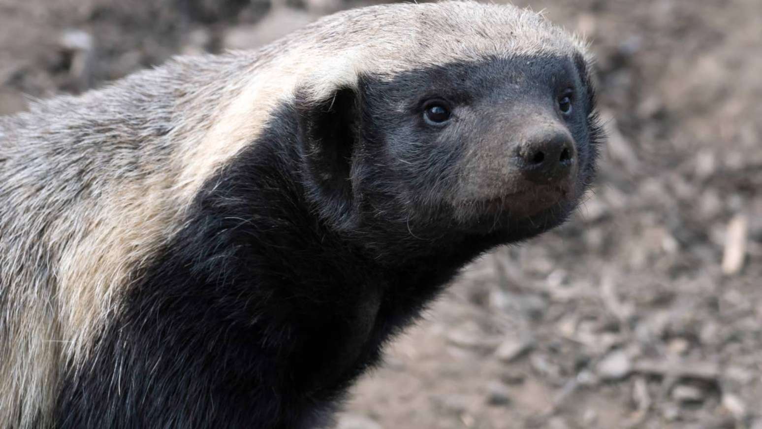 Texugo-do-mel: o animal mais destemido do mundo