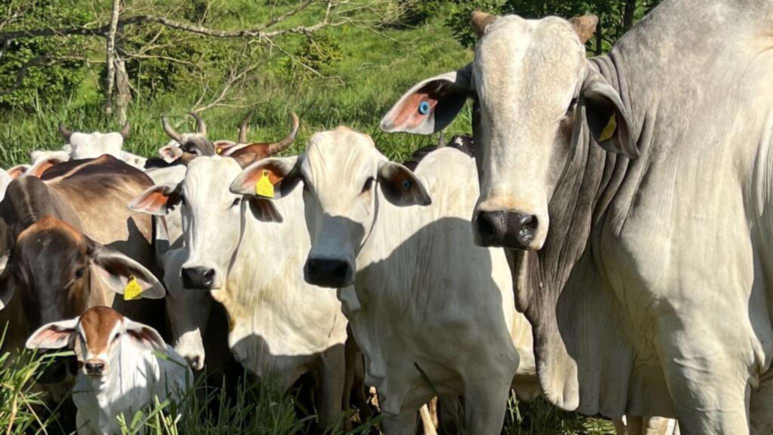 COP30 destaca a combate ao metano, gás 30 vezes mais potente que o CO2 no aquecimento global