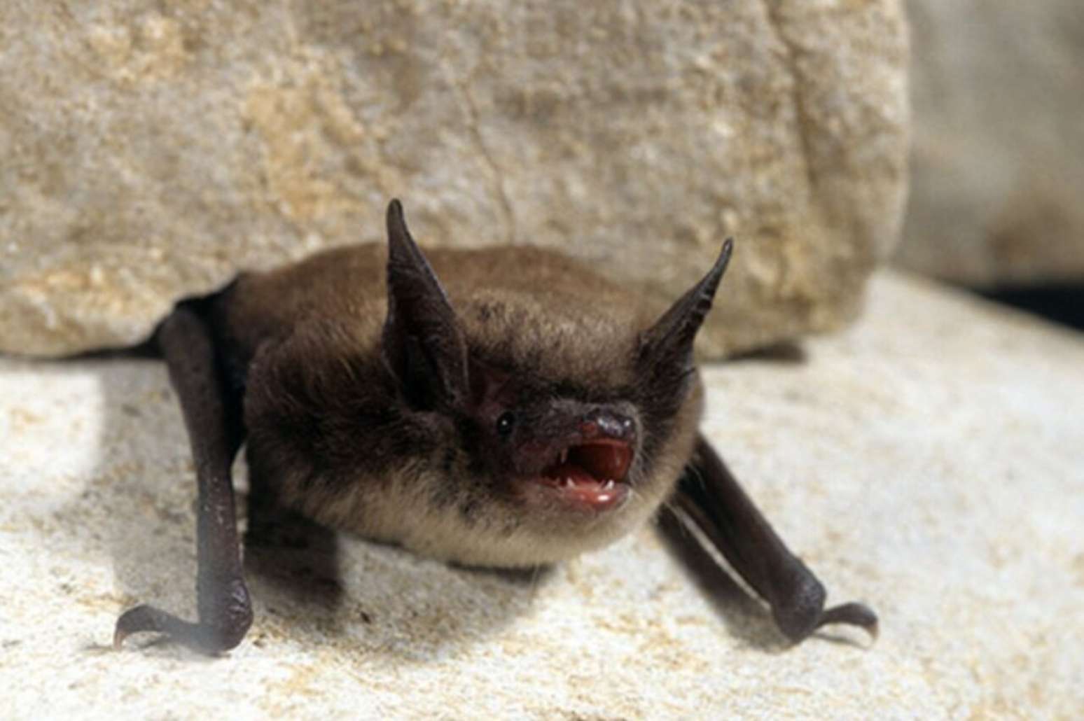 Este animal das Américas dorme até 20 horas por dia