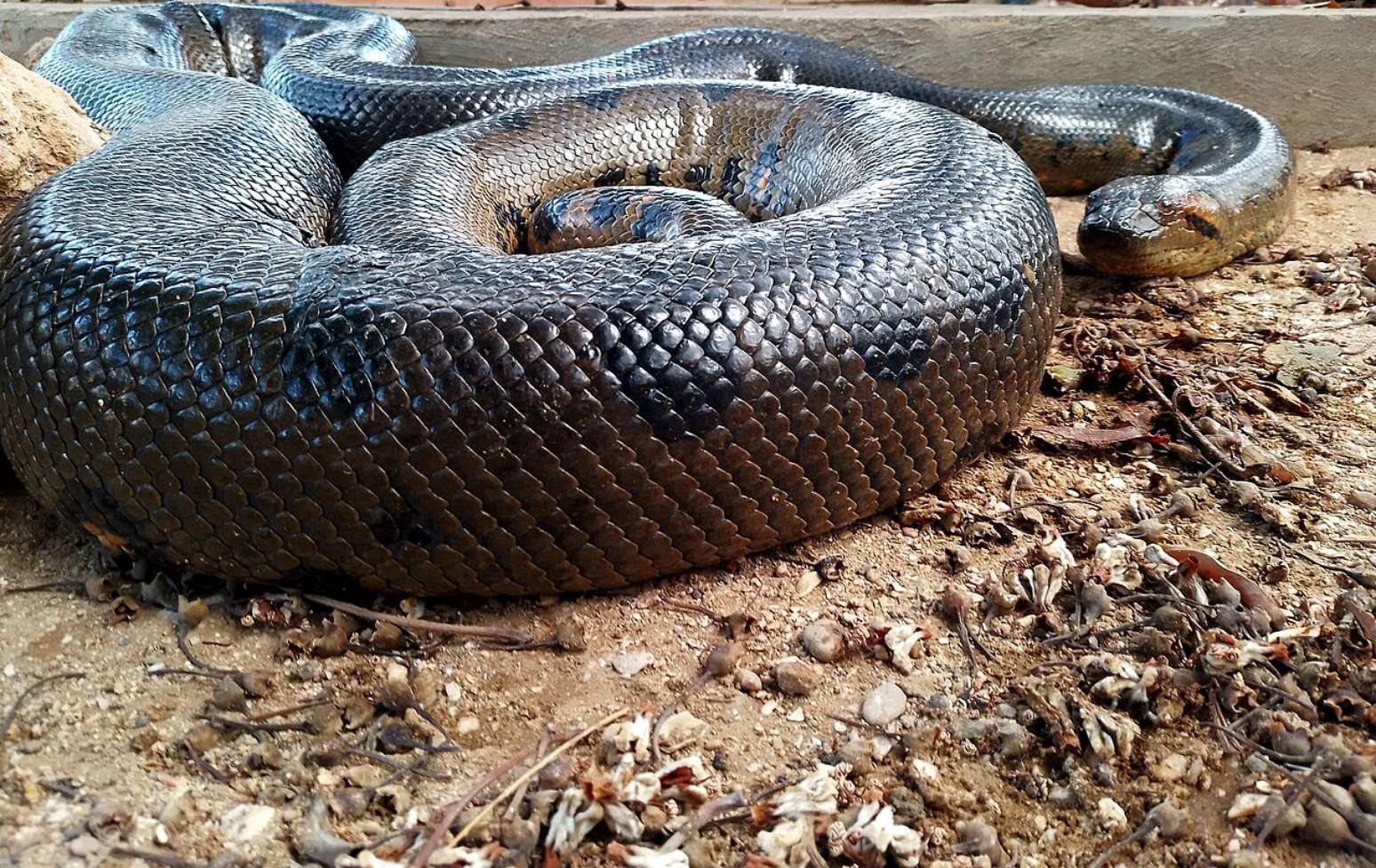 Sucuri gigante bate recorde entre as serpentes