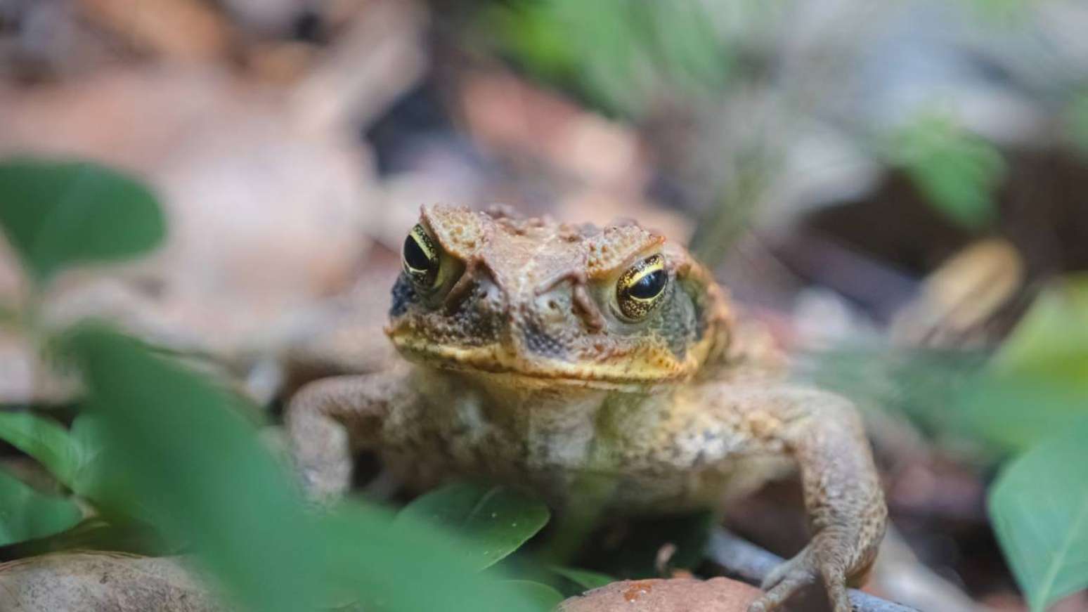 Sapo-cururu, tão comum no Brasil, virou uma praga na Austrália