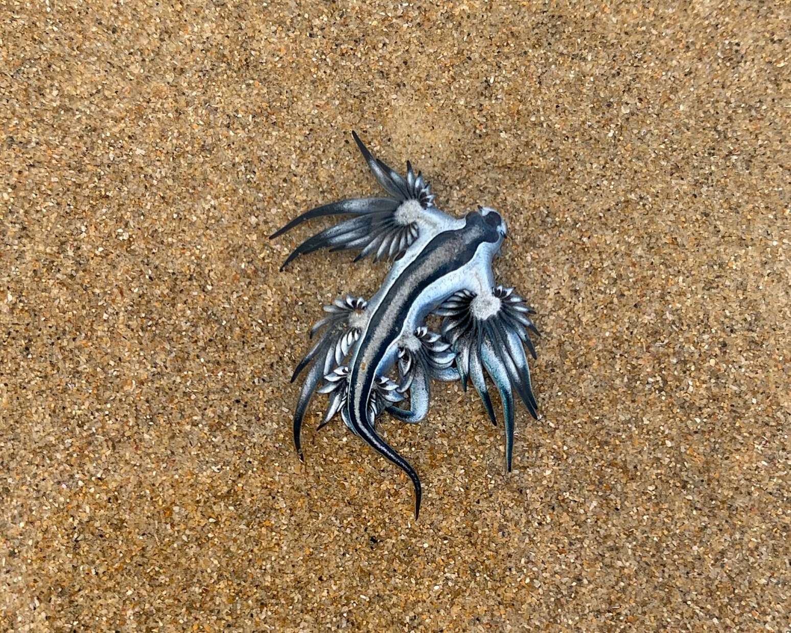 Lindo, pequeno e venenoso: conheça o Dragão Azul, o novo terror dos mares