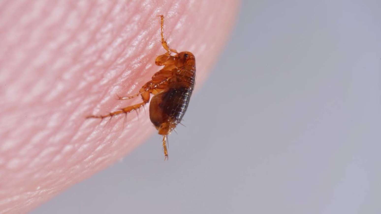 Os principais riscos das pulgas para a saúde humana