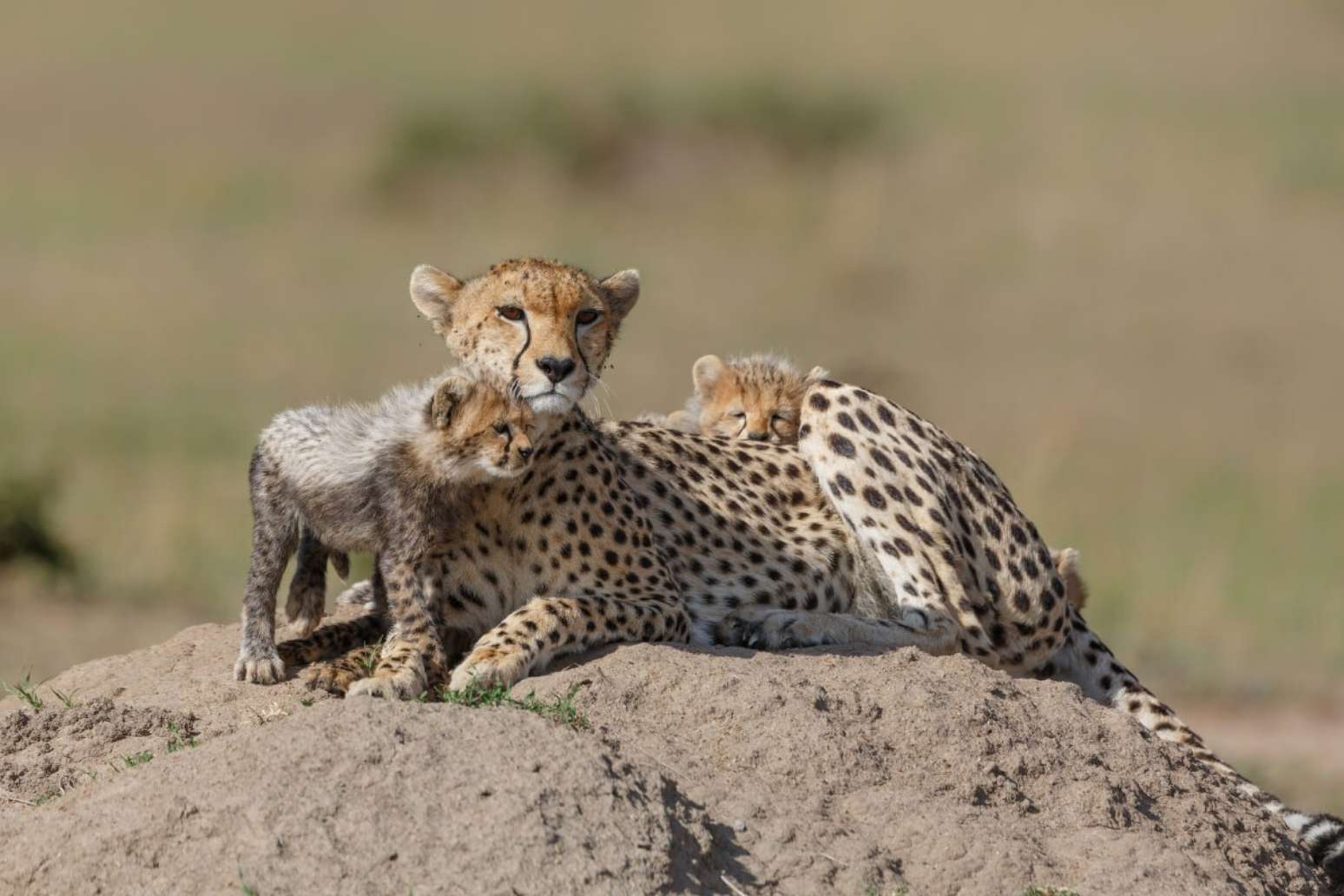 Animal terrestre mais rápido do mundo: 7 curiosidades sobre o guepardo
