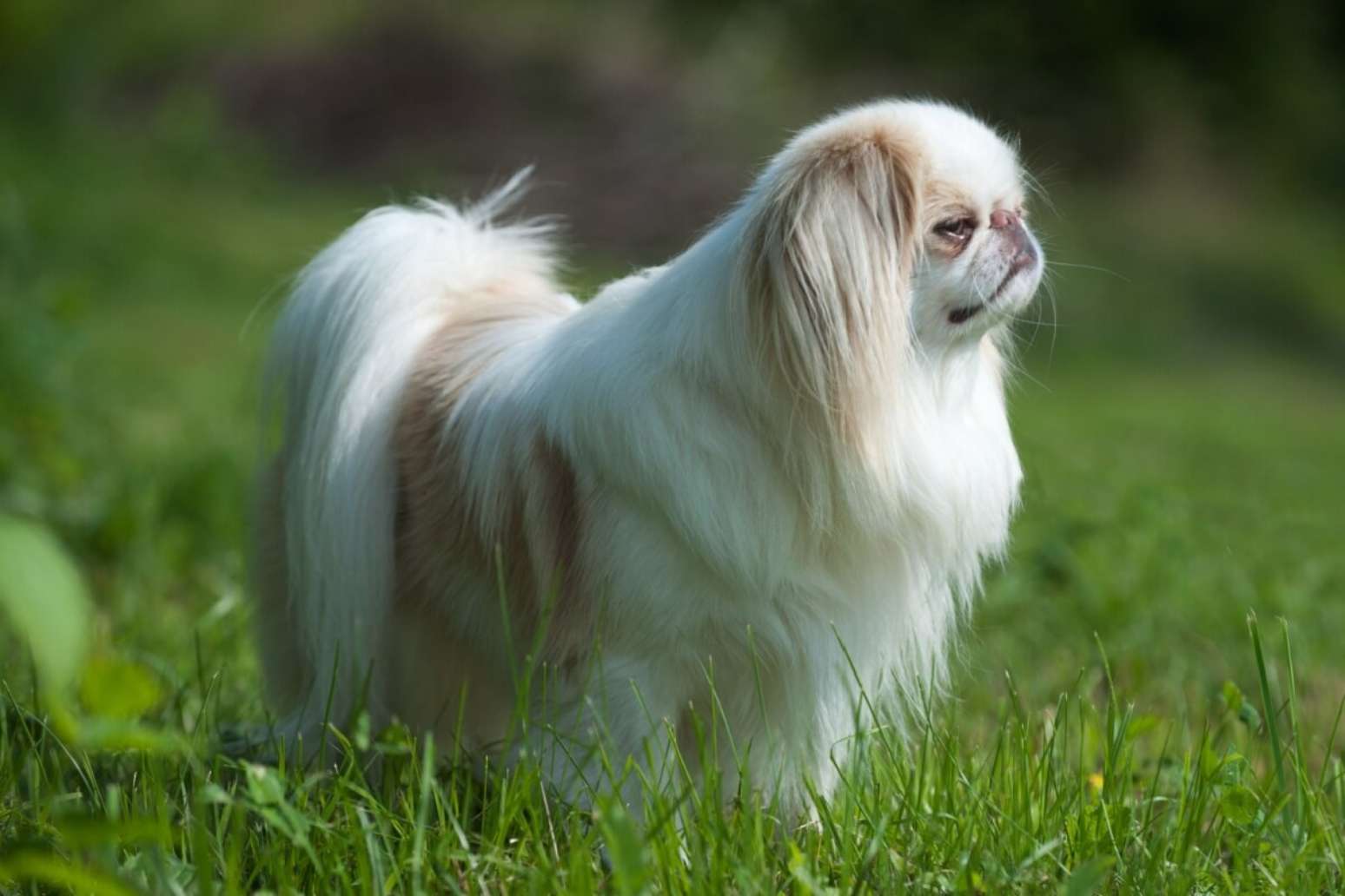 4 características do cachorro da raça spaniel japonês