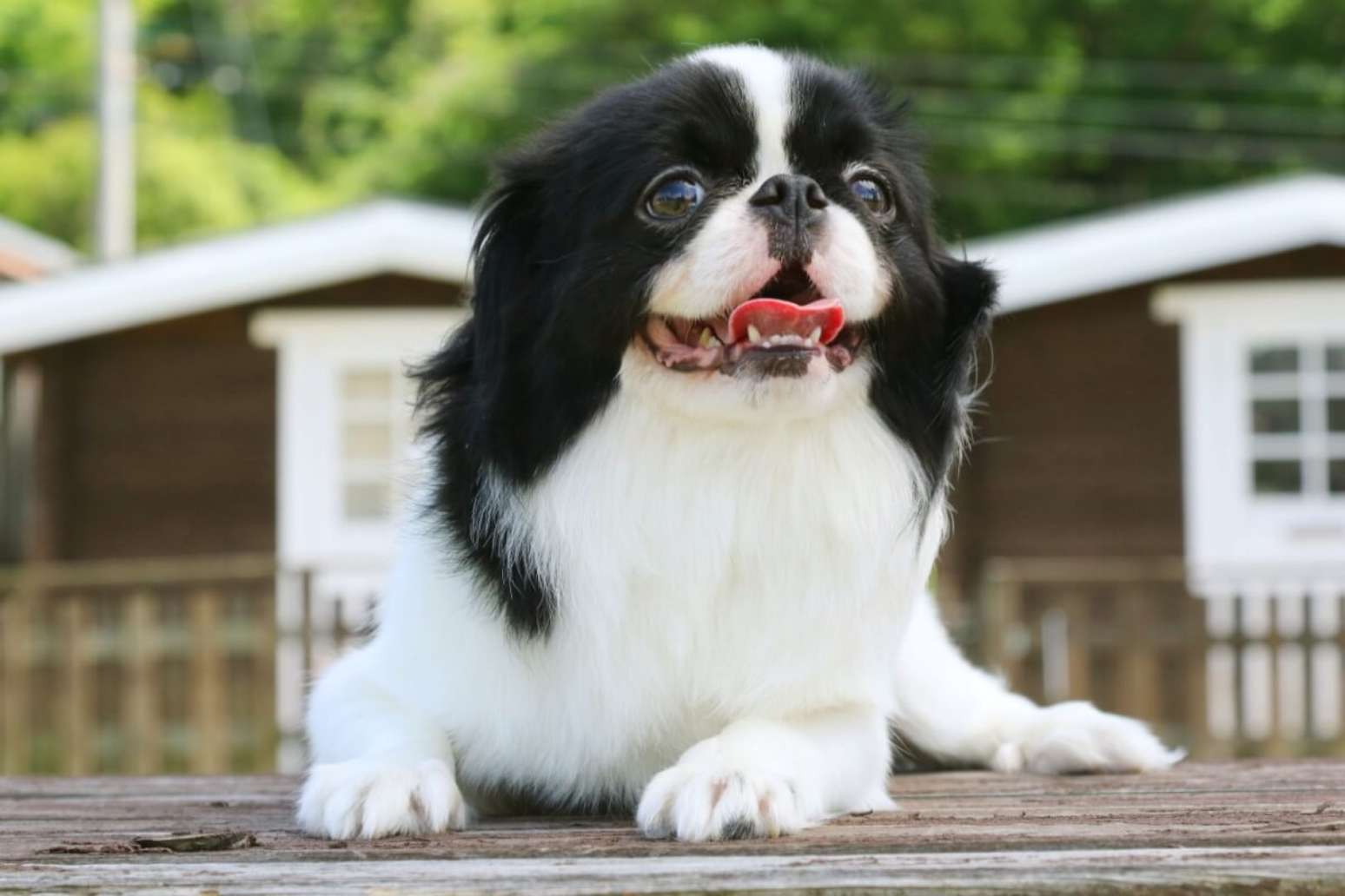4 características do cachorro da raça spaniel japonês