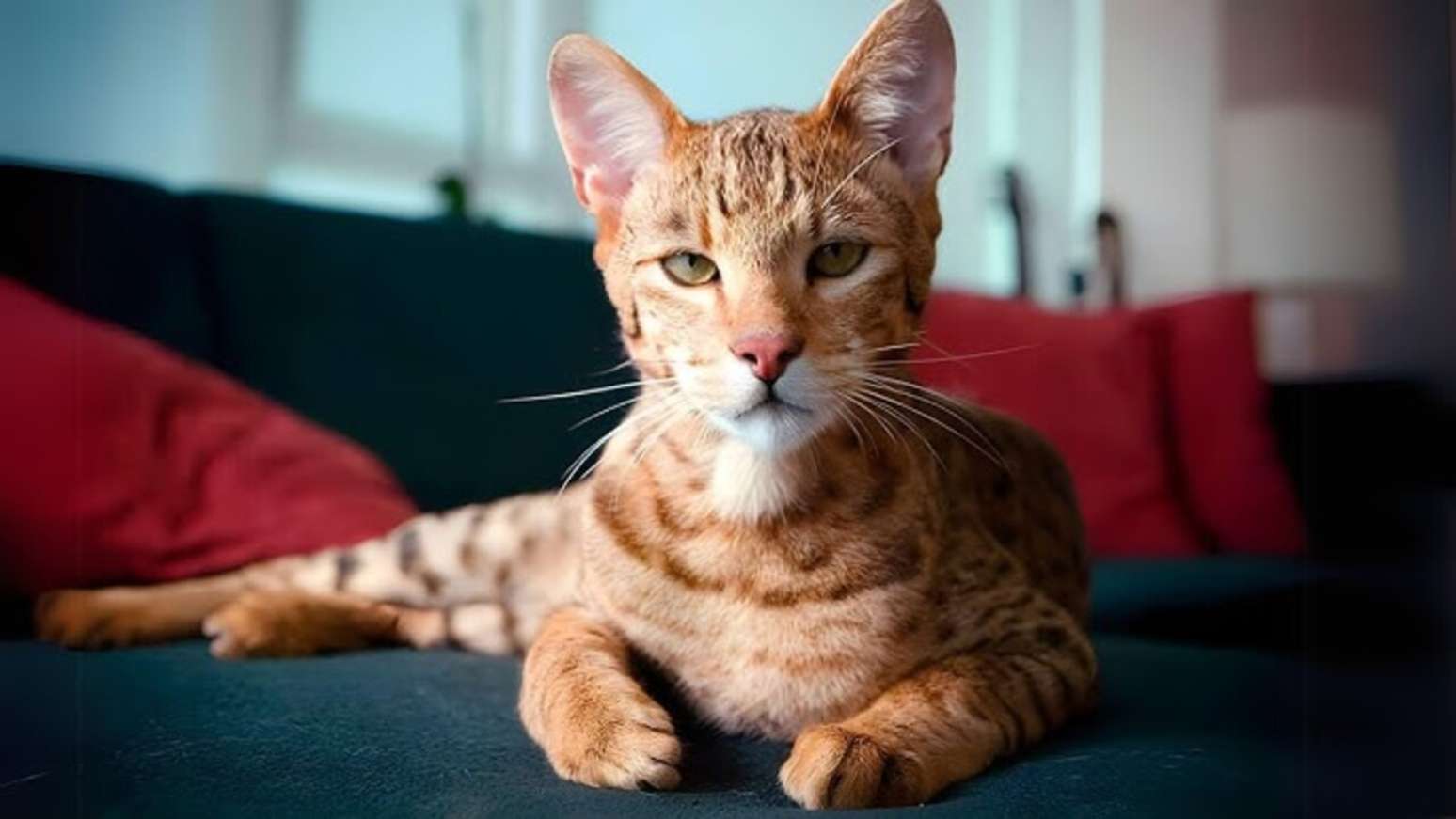 Ashera: o gato mais caro do mundo e a história por trás do felino de luxo