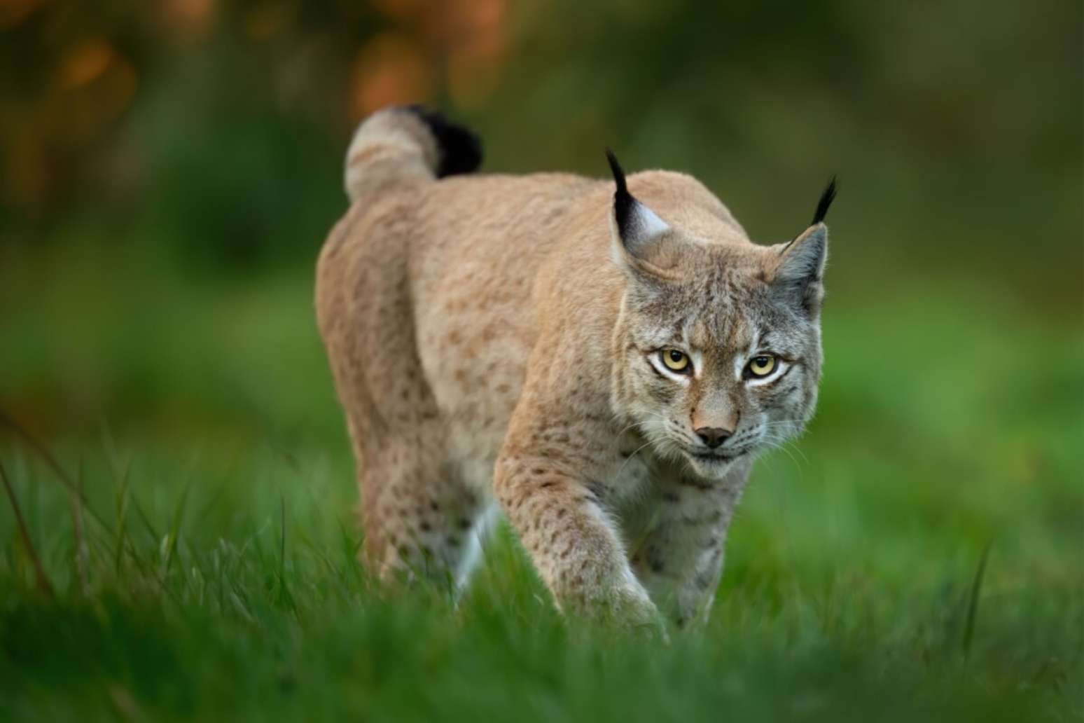 Lince: conheça esse felino com comportamentos surpreendentes