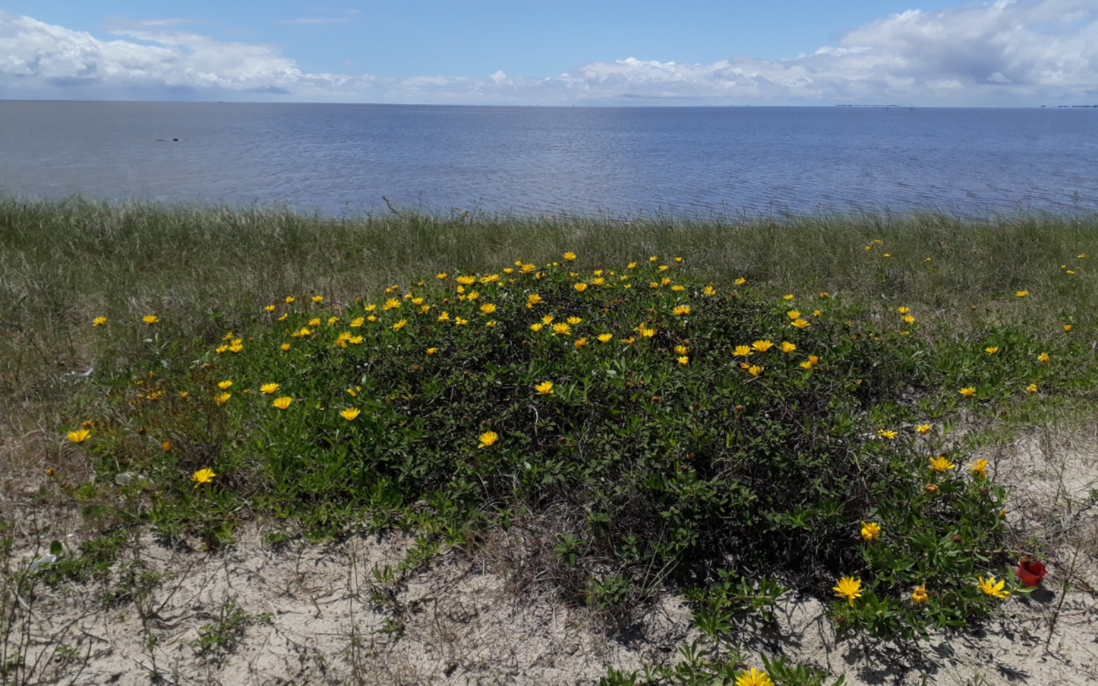Planta rara no RS: Margarida-da-praia corre risco de extinção crítica