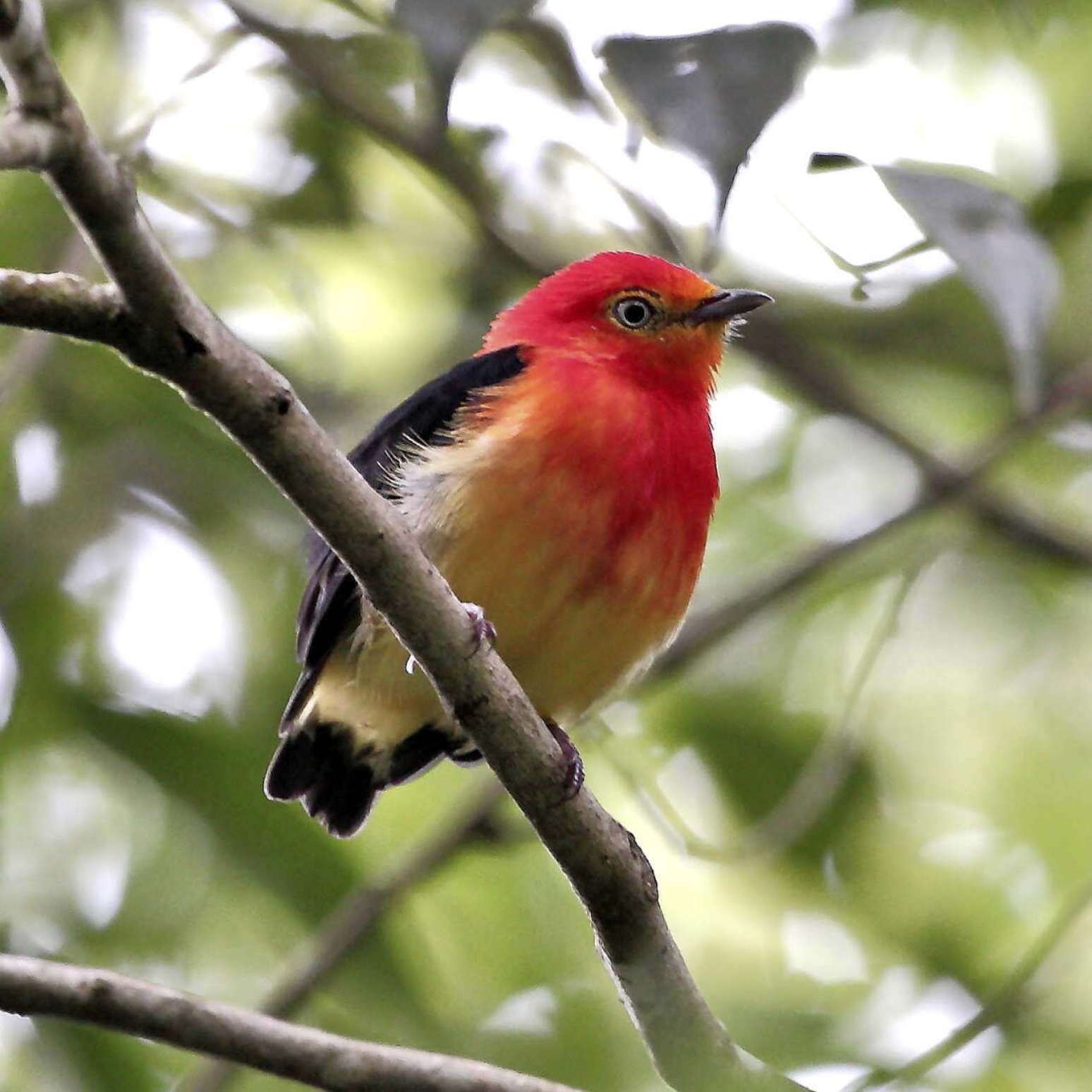 Uirapuru: o pássaro lendário da Amazônia que inspira mitos, músicas e a ...