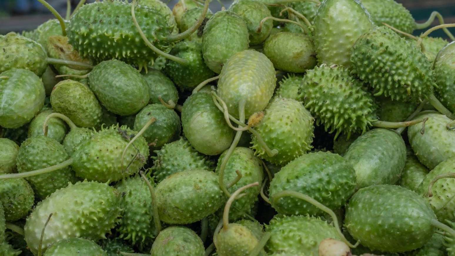 Maxixe: conheça os benefícios do vegetal para a saúde
