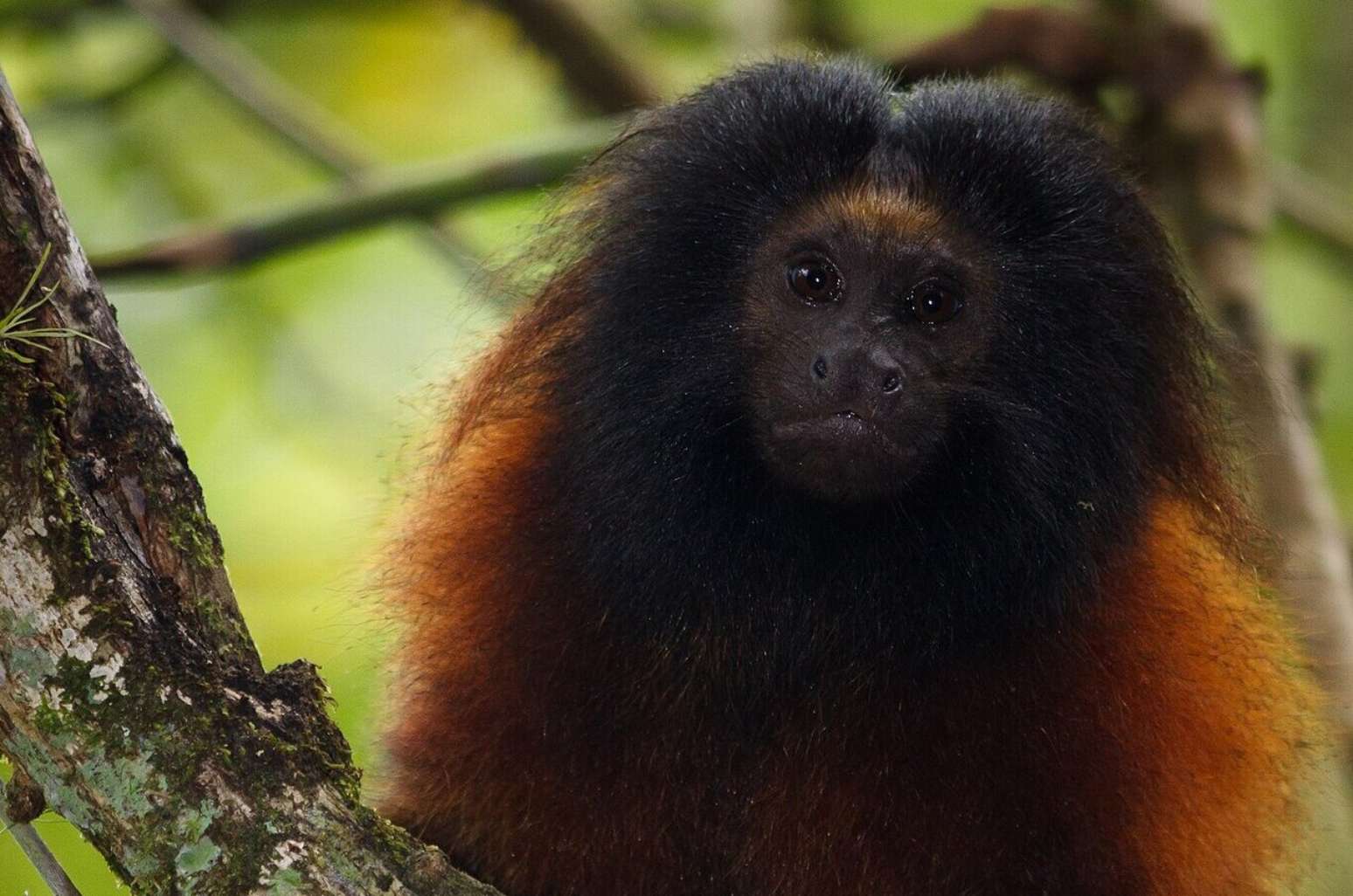 Mico-leão-de-cara-preta: o macaco mais ameaçado do Brasil! Por que ...